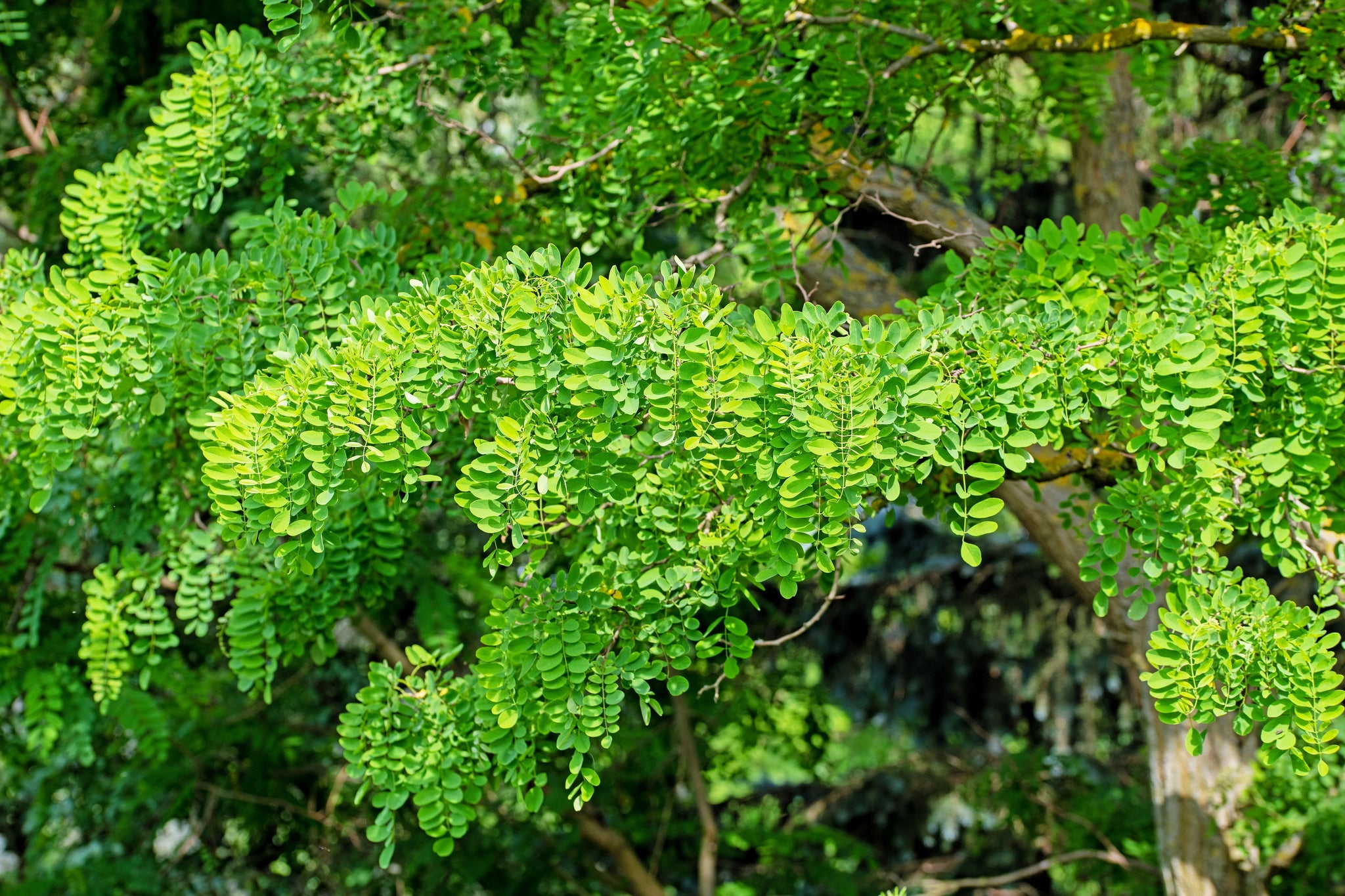 25 Flowering BLACK LOCUST TREE (Yellow Locust / False Acacia) Robinia ...