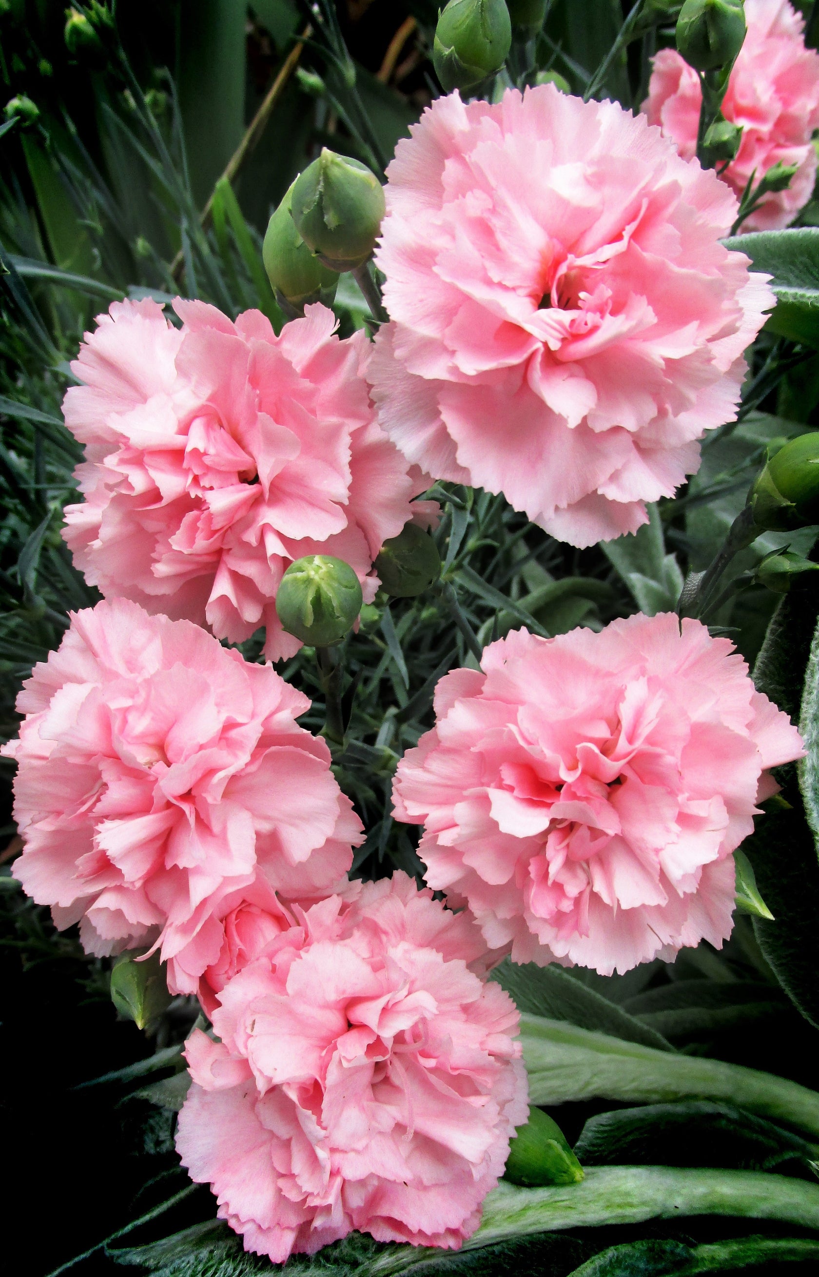 100 RAINBOW CARNATION Mix Mixed Colors Dianthus Caryophyllus Flower Se ...
