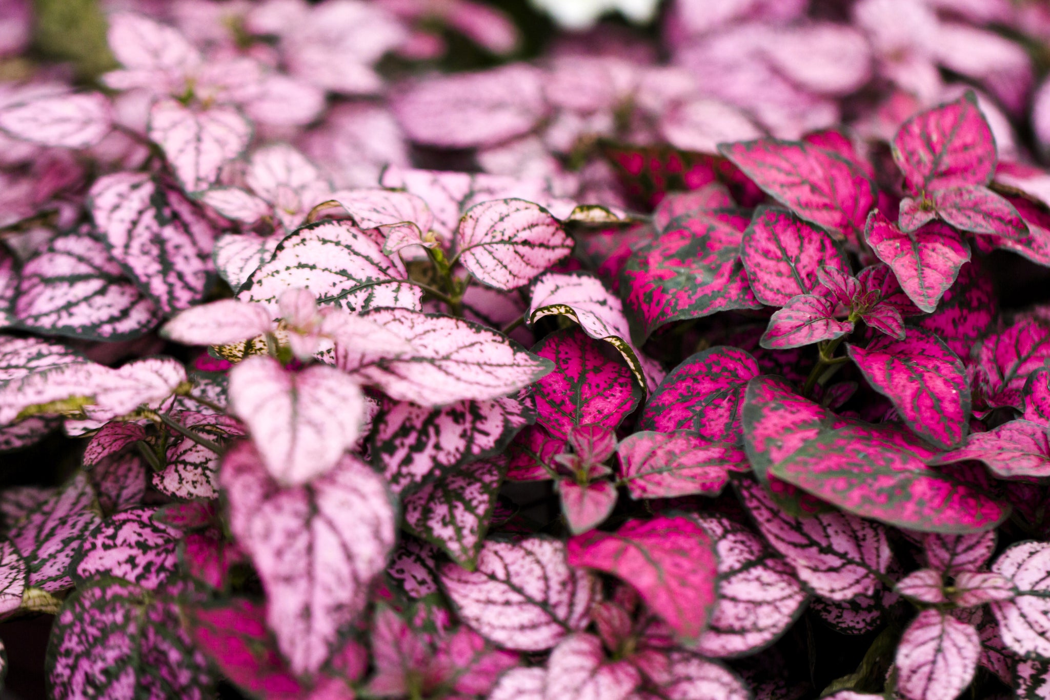 10 Dwarf ROSE Pink POLKA DOT PLANT Splash Select Hypoestes Phyllostach ...
