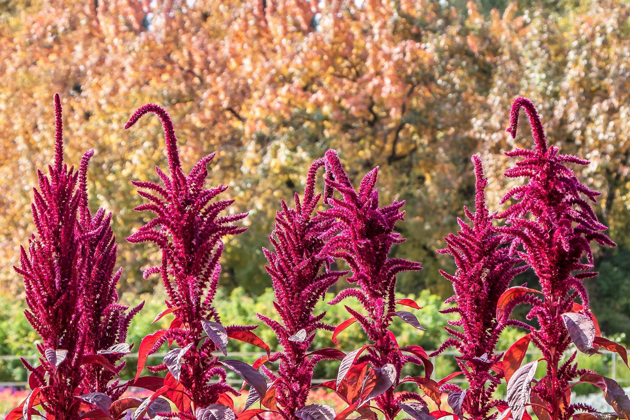100 Tricolor EARLY SPLENDOR AMARANTHUS Hypochondricus Flower Seeds ...
