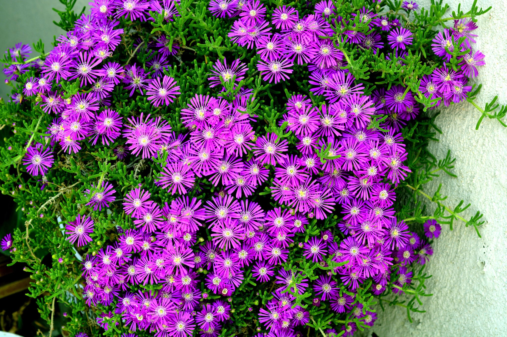 25 STARDUST ICE PLANT Mesembryanthemum Delosperma Floribunda Perennial ...