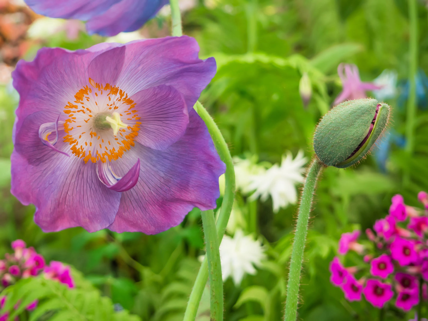 10 VIOLET HIMALAYAN POPPY Meconopsis Betonicifolia Purple Hensol Flowe ...
