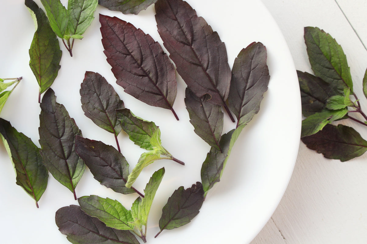 200 Purple Krishna Tulsi HOLY BASIL Ocimum Sanctum Tenuiflorum Herb Fl ...