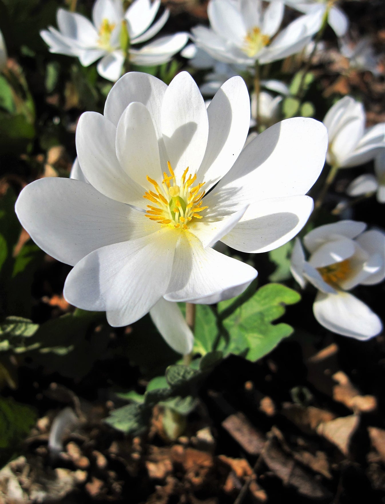 10 White BLOODROOT Sanguinaria Canadensis Shade Ground Cover Flower Se ...