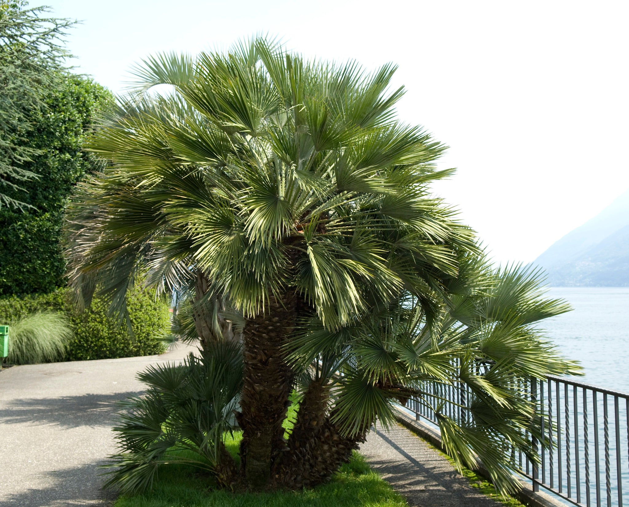 5 COMMON WINDMILL PALM Trachycarpus Fortunei Hardy Chusan Palm Tree Su ...