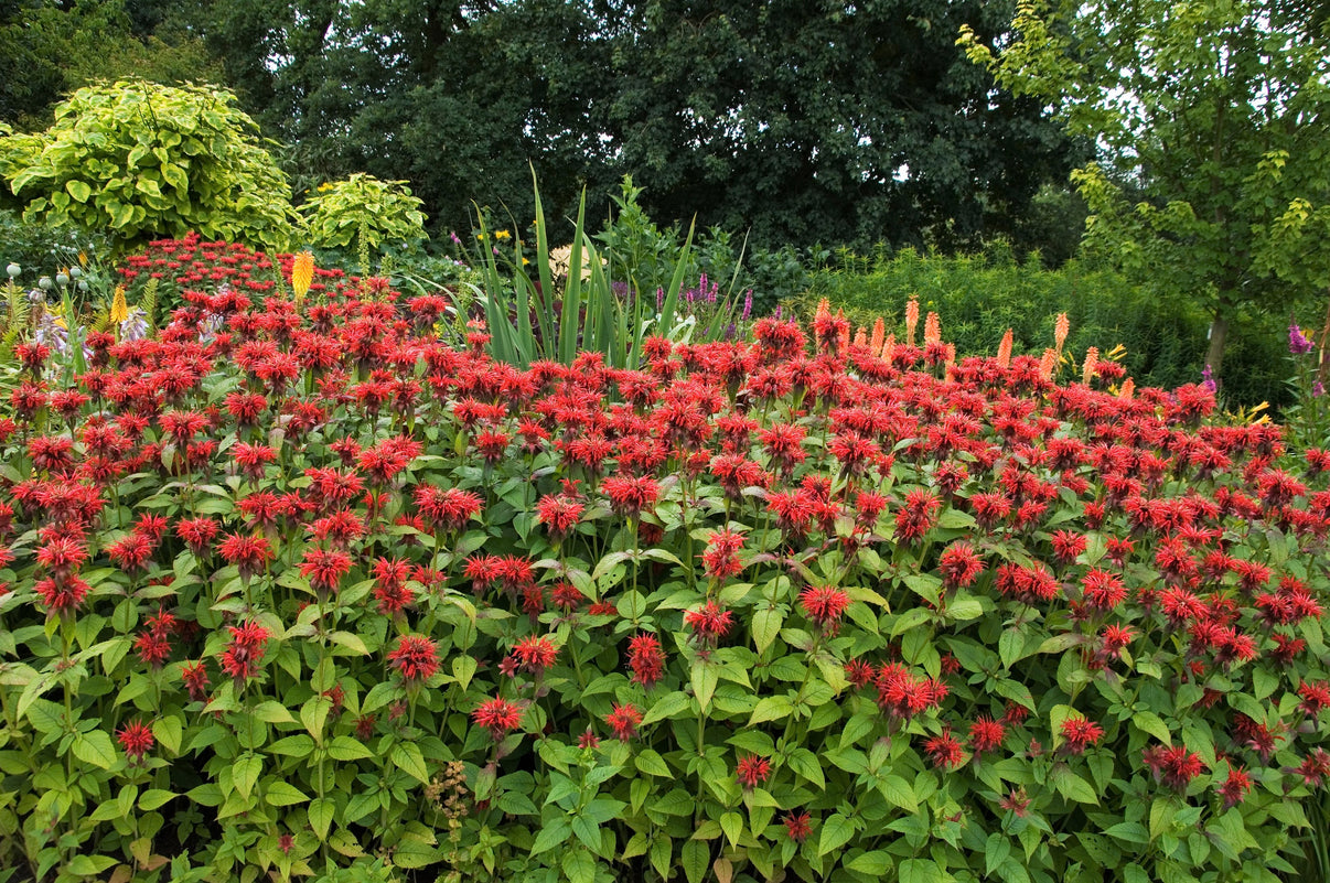 10 Panorama RED BEE BALM Monarda Didyma Oswego Tea Herb Flower Seeds ...
