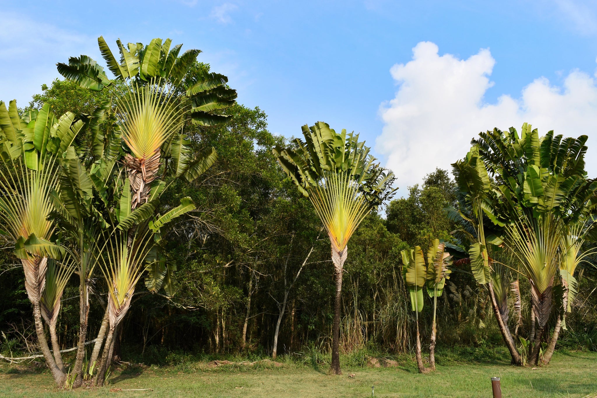 10 TRAVELLER'S PALM TREE Ravenala Madagascariensis Flower Houseplant S ...