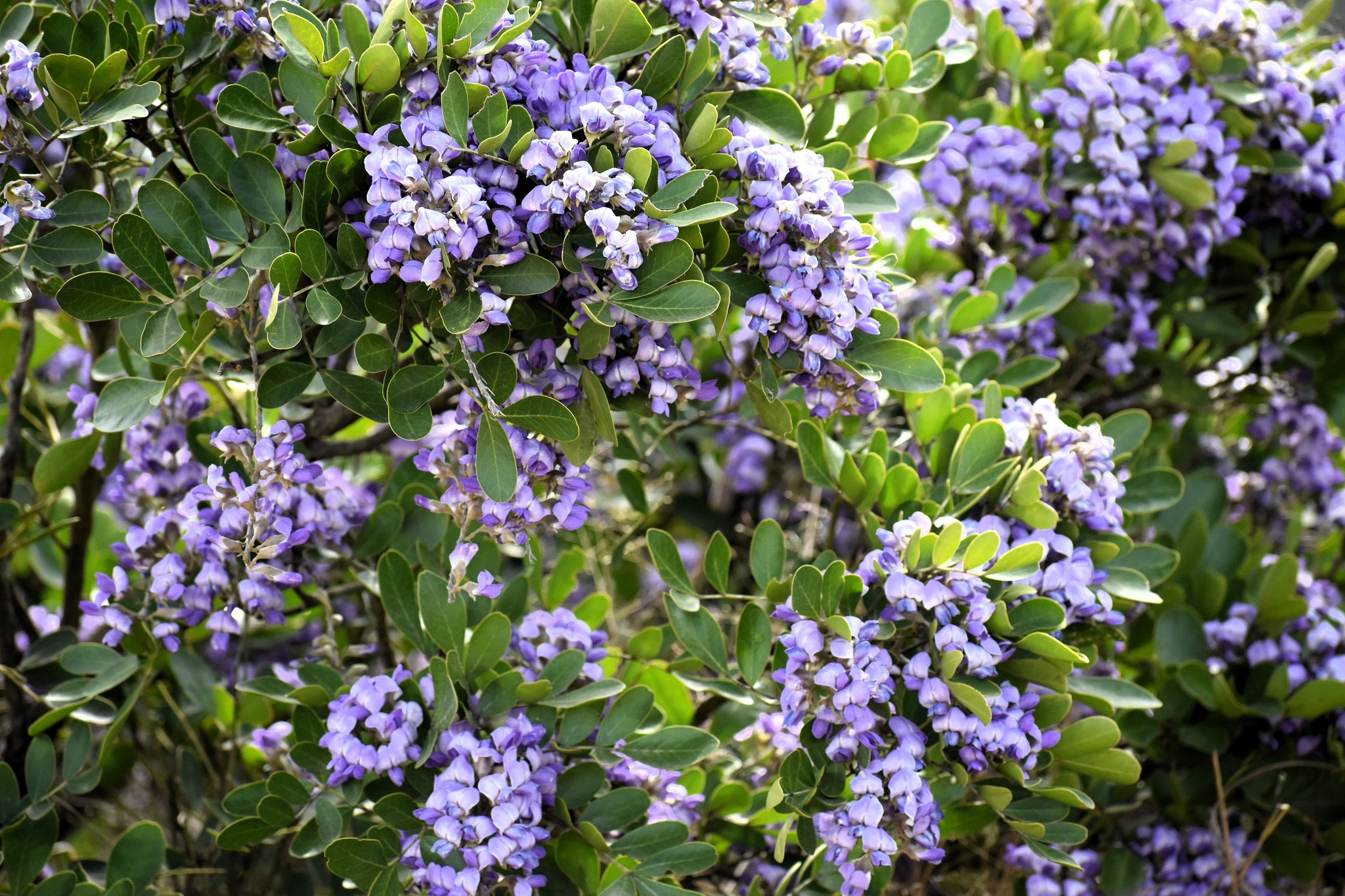 10 TEXAS Mountain LAUREL Sophora Secundiflora Mescal Tree Purple Flowe ...