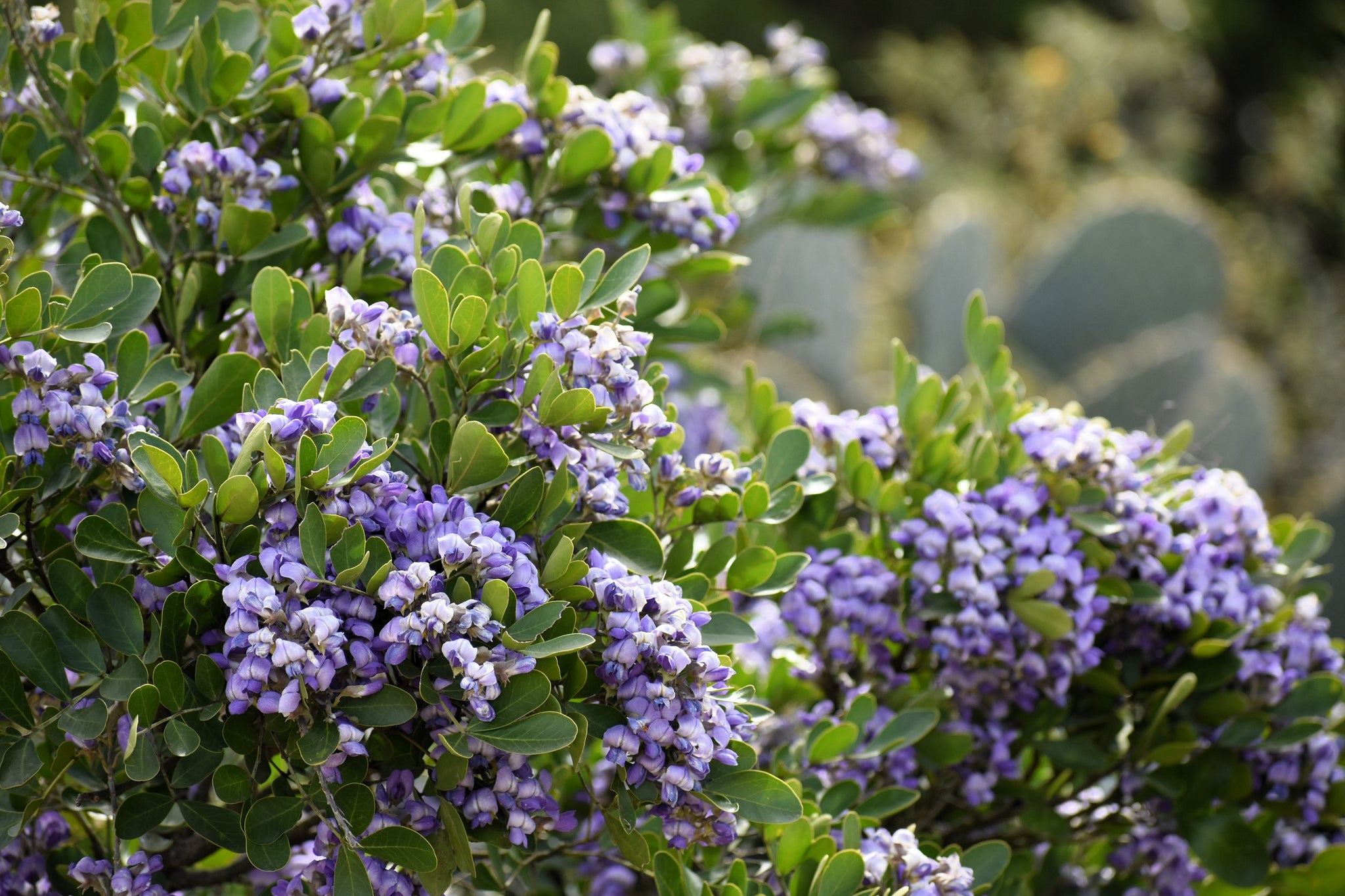 10 TEXAS Mountain LAUREL Sophora Secundiflora Mescal Tree Purple Flowe ...