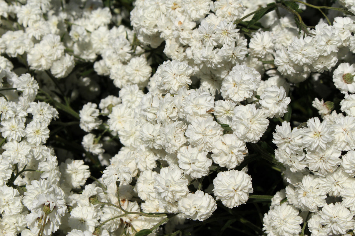 150 PEARL YARROW White Double Achillea Ptarmica Herb Flower Seeds ...
