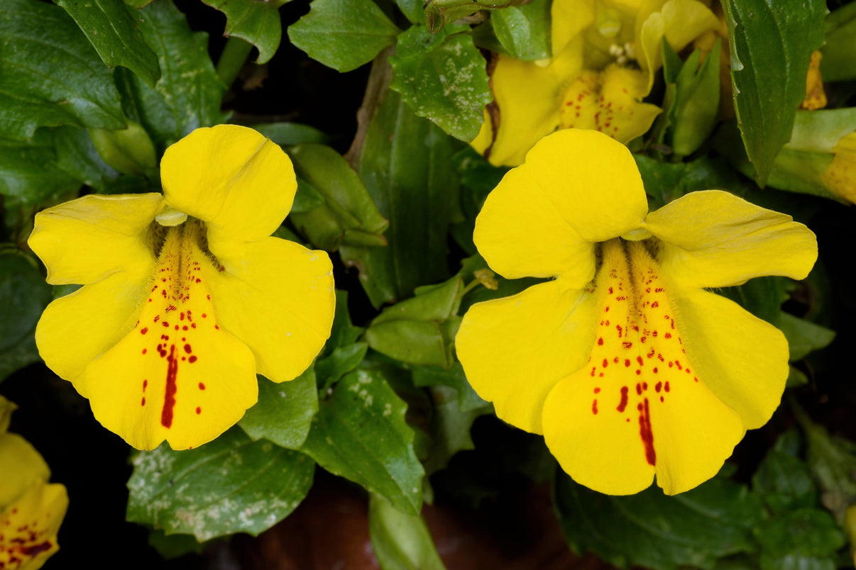 250 YELLOW MONKEY FLOWER Mimulus Grandiflorus Perennial Flower Seeds ...
