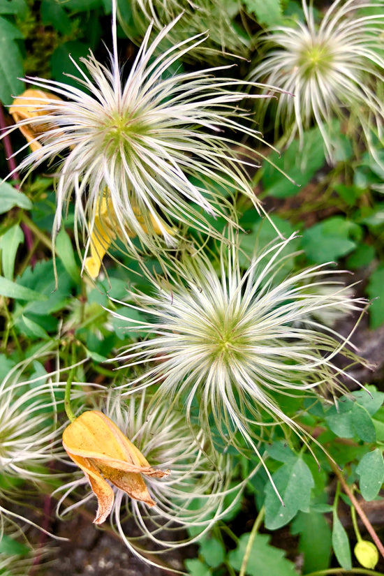 10 Yellow CLEMATIS RADAR LOVE Vine Climber Clematis Tangutica Flower S ...