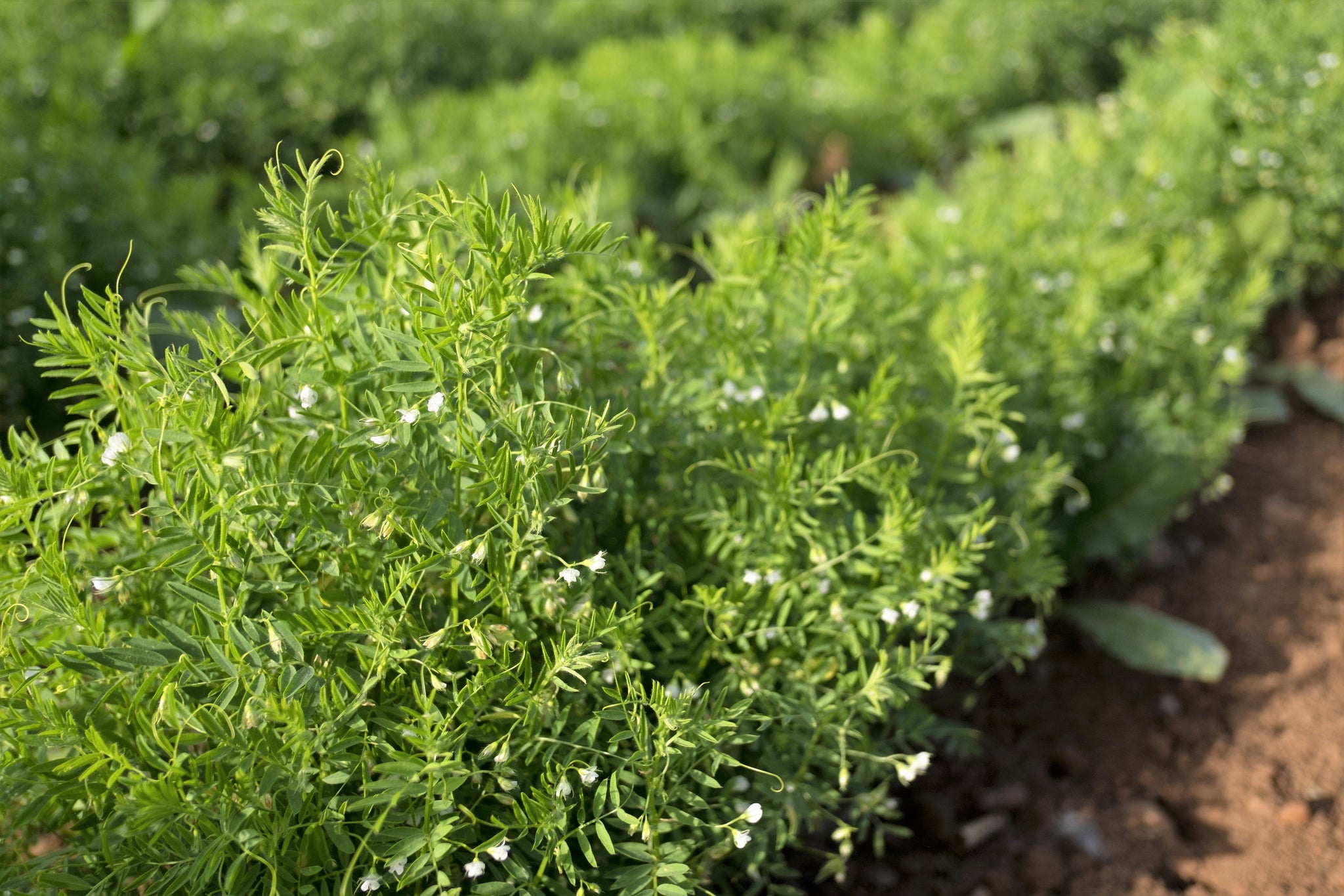 100 BLACK LENTIL Bush Lens Culinaris Vegetable Legume Sprouts Seeds ...