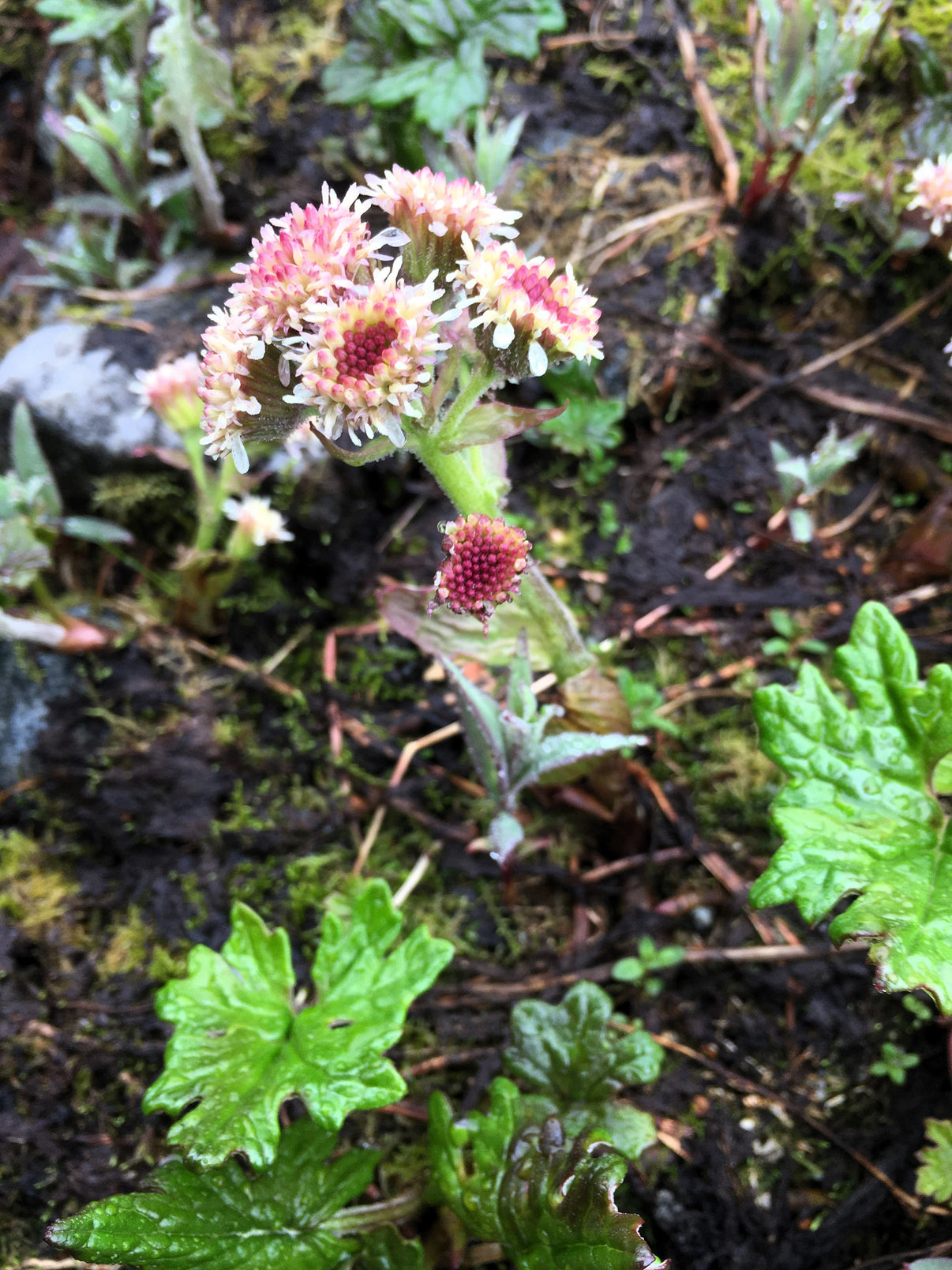 100 ARCTIC SWEET COLTSFOOT Petasites Frigidus Sun Shade Moist White Pi ...