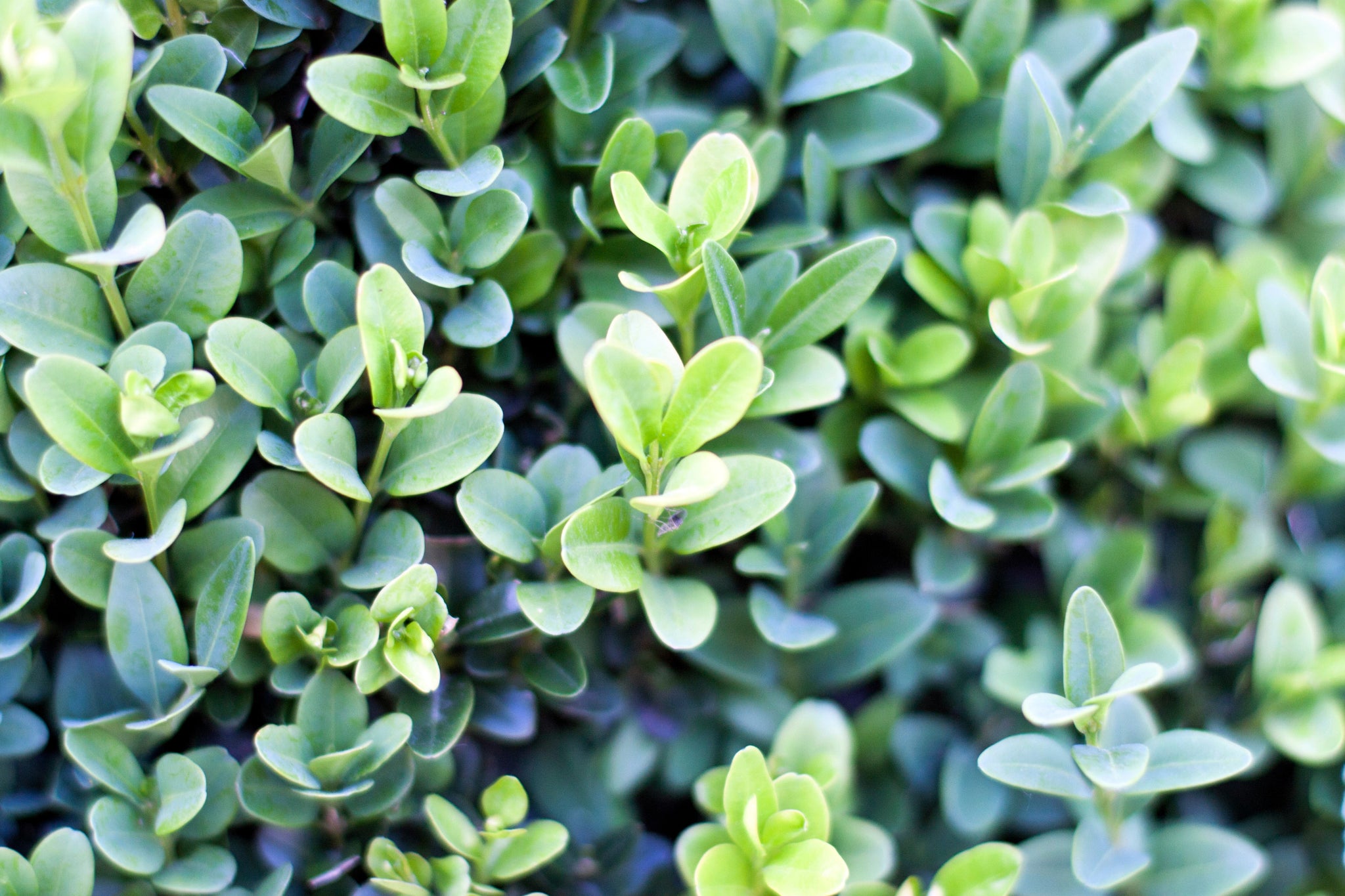 30 AMERICAN BOXWOOD Common Buxus Sempervirens European Box Shrub Seeds ...