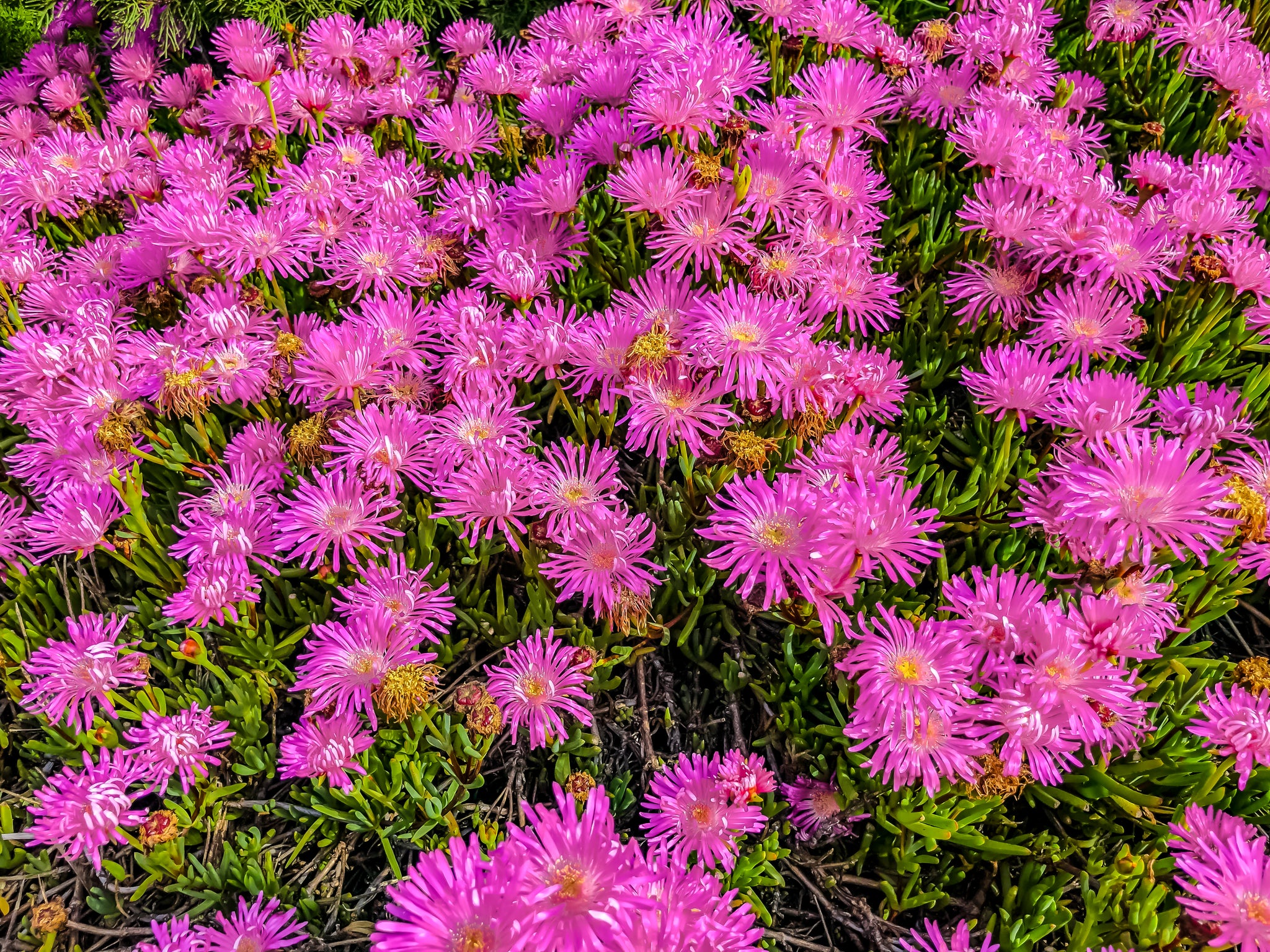 25 Table Mountain ICE PLANT Magenta Fuchsia Delosperma Cooperi Hardy P – Seedville USA