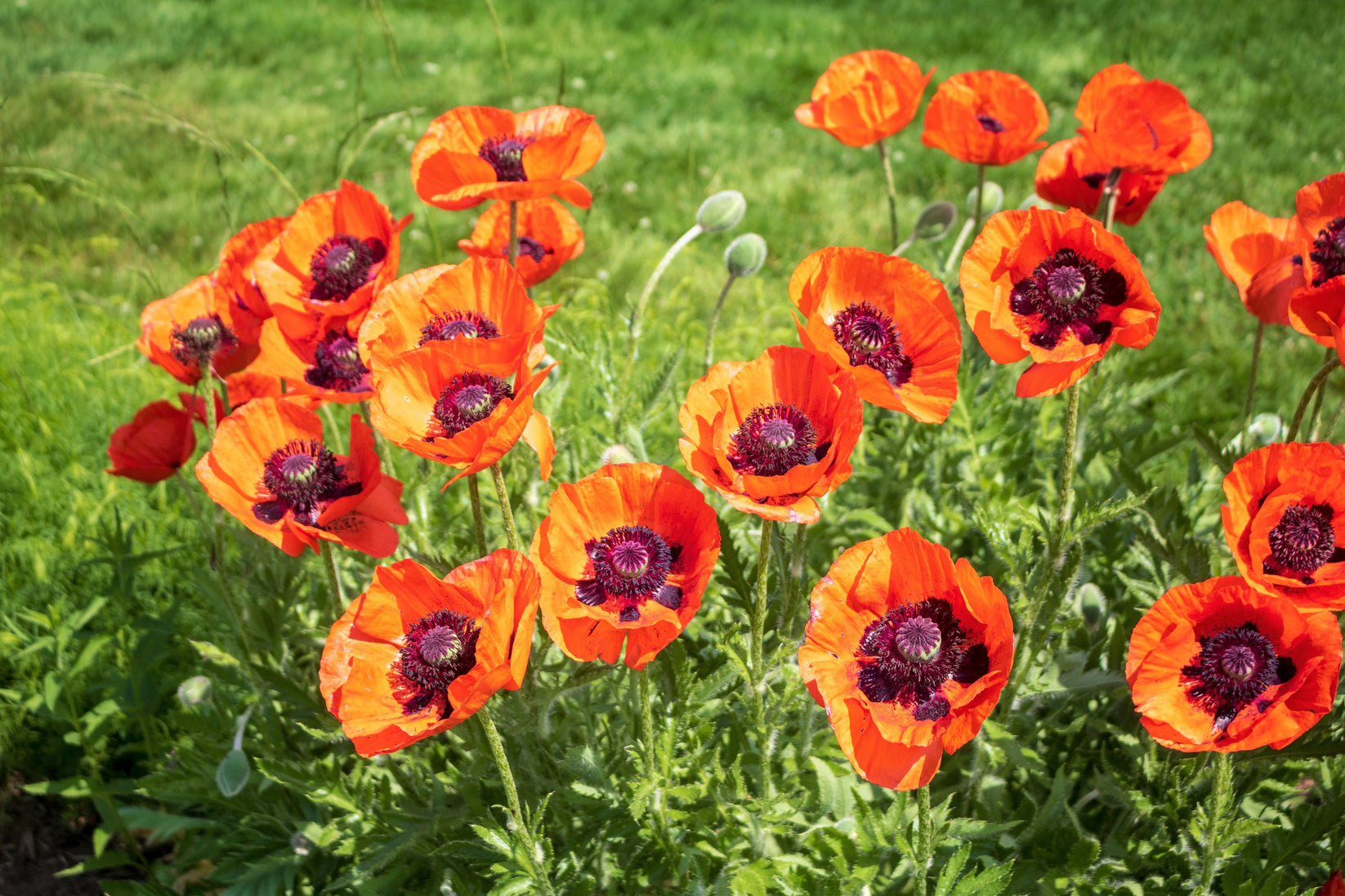 100 PRINCE of ORANGE POPPY Oriental Poppy Papaver Orientale Perennial ...