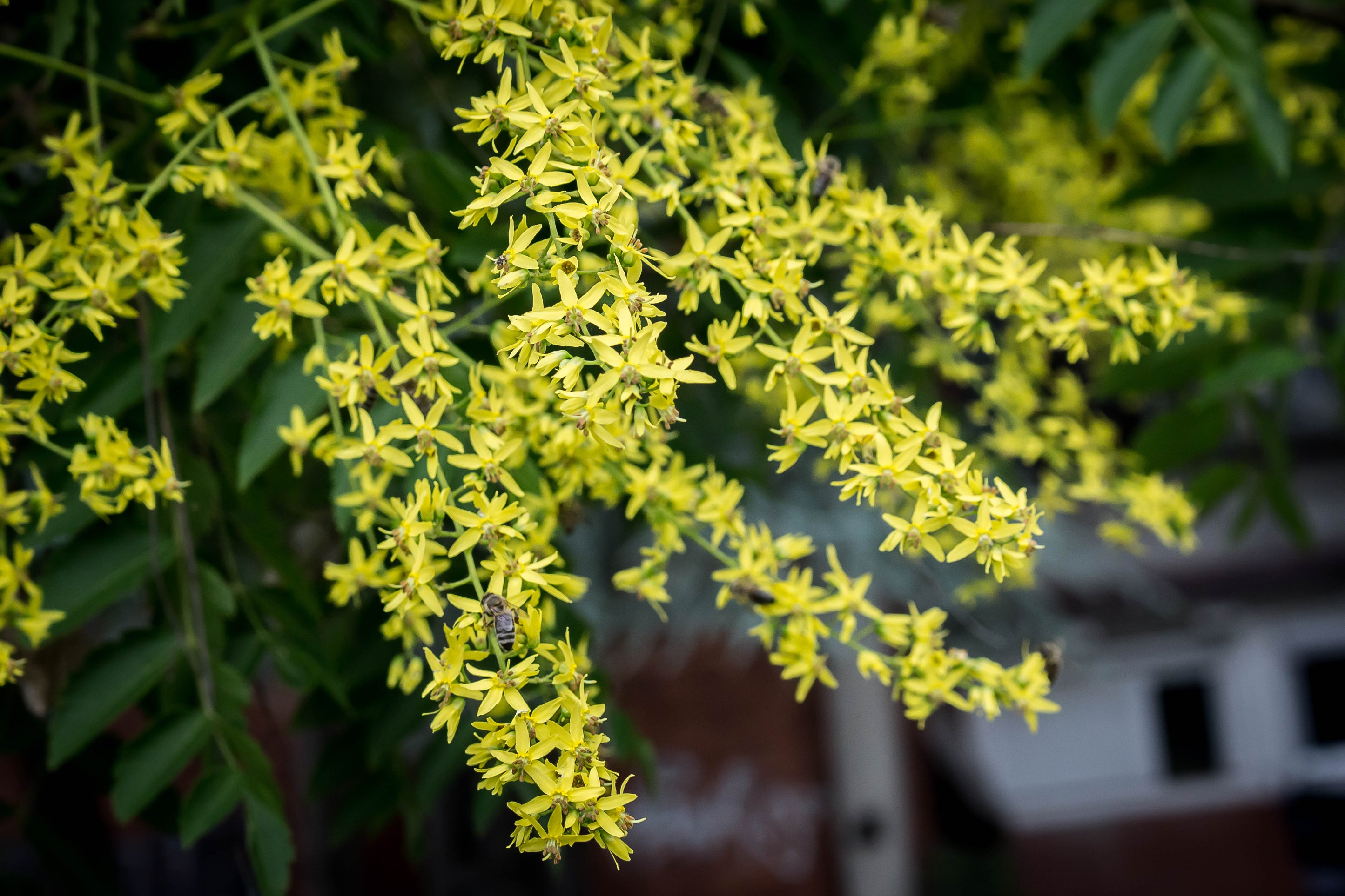 10 DWARF GOLDEN RAIN TREE Koelreuteria Paniculata Nana Yellow Flower S ...