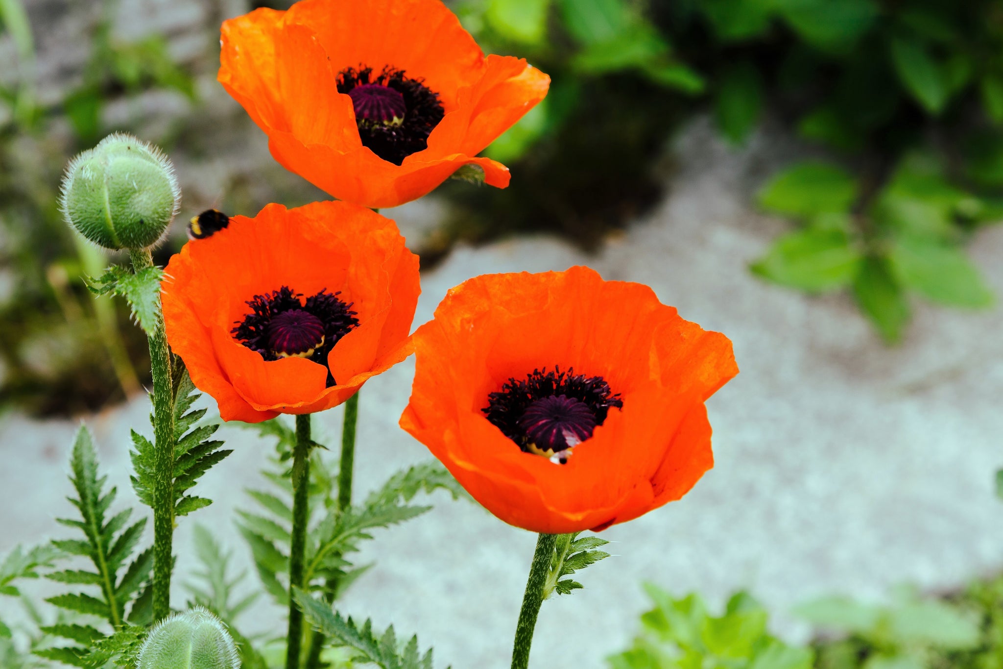 100 PRINCE of ORANGE POPPY Oriental Poppy Papaver Orientale Perennial ...