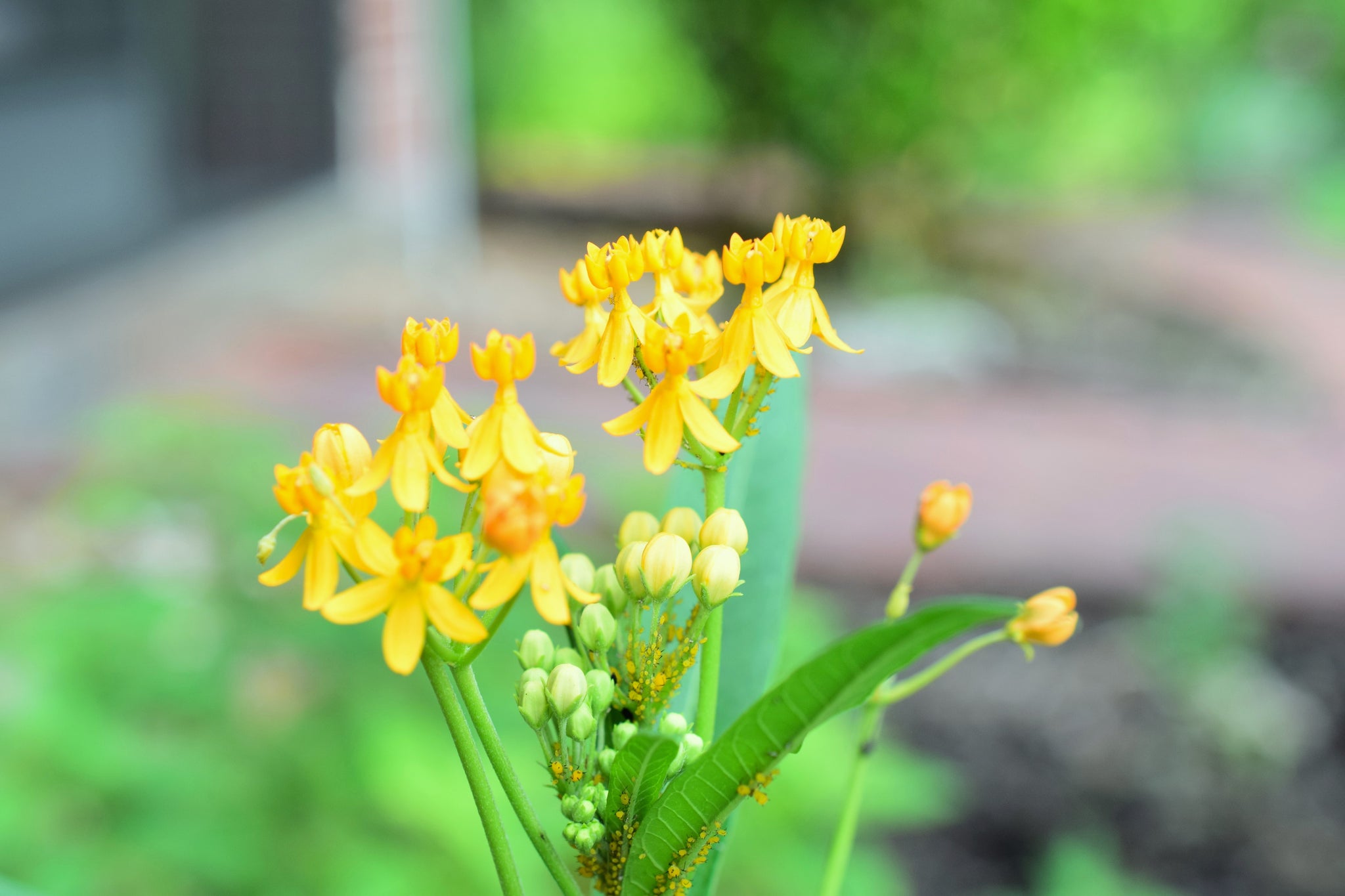 10 Bright YELLOW MILKWEED Butterfly Weed Asclepias Tuberosa Monarch Fl ...