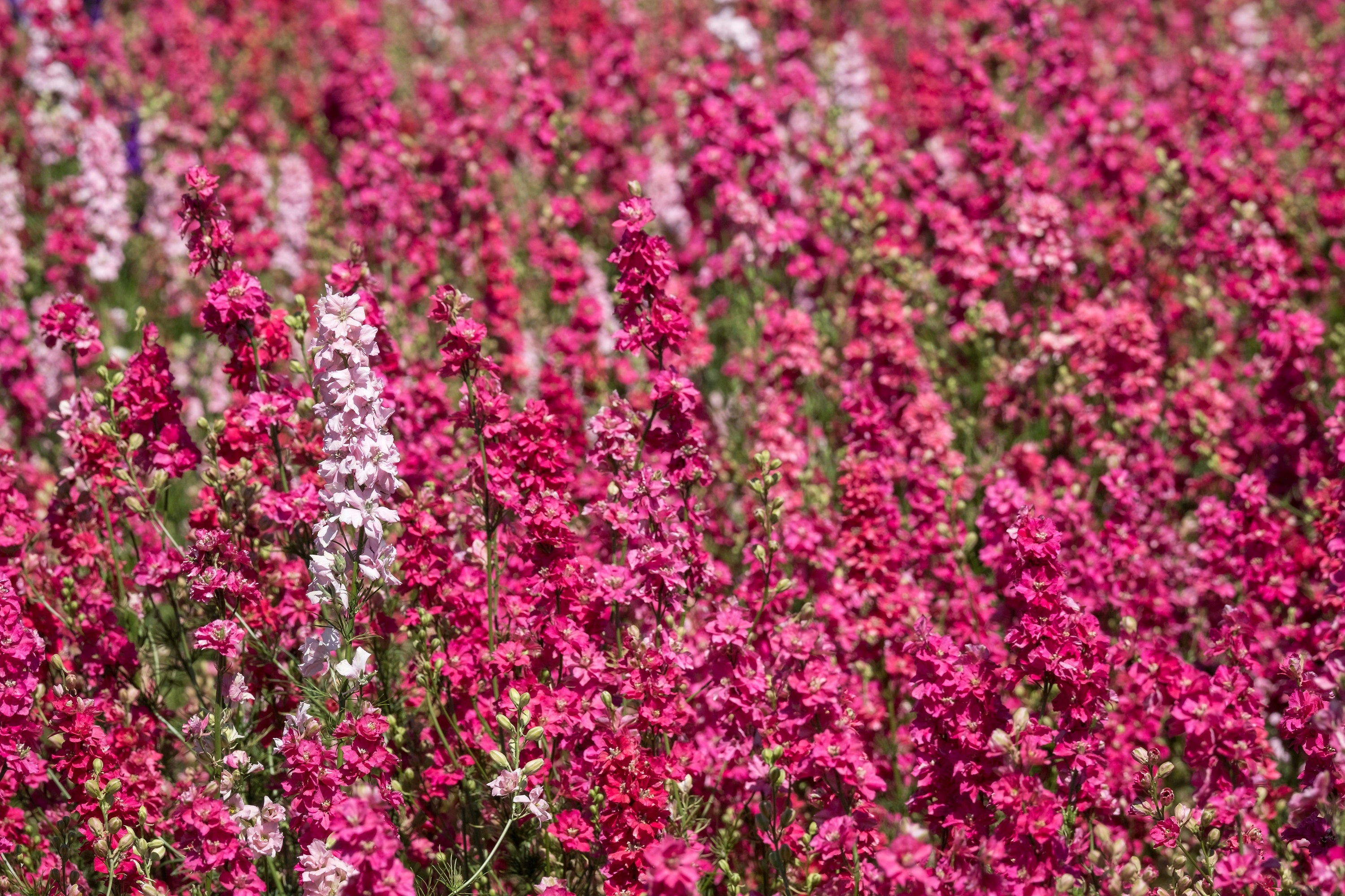 100 SUBLIME PINK LARKSPUR Consolida Ambigua Ajacis Delphinium Bright P ...