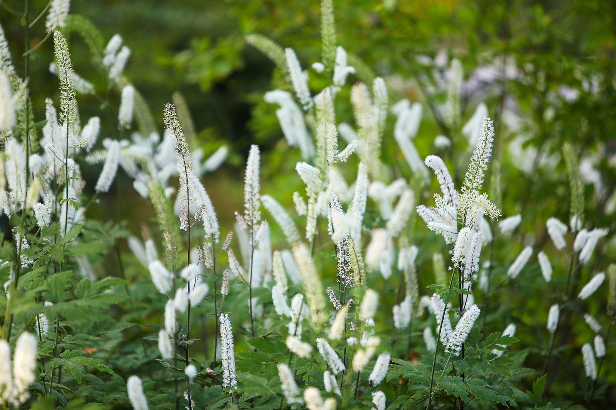 10 DOLL'S EYES Flower White Baneberry Cohosh Actaea Pachypoda Alba See ...