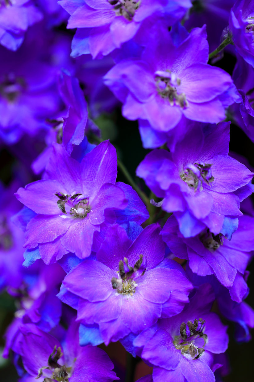100 BLUE SPIRE LARKSPUR Delphinium Consolida Ambigua Ajacis Flower See ...