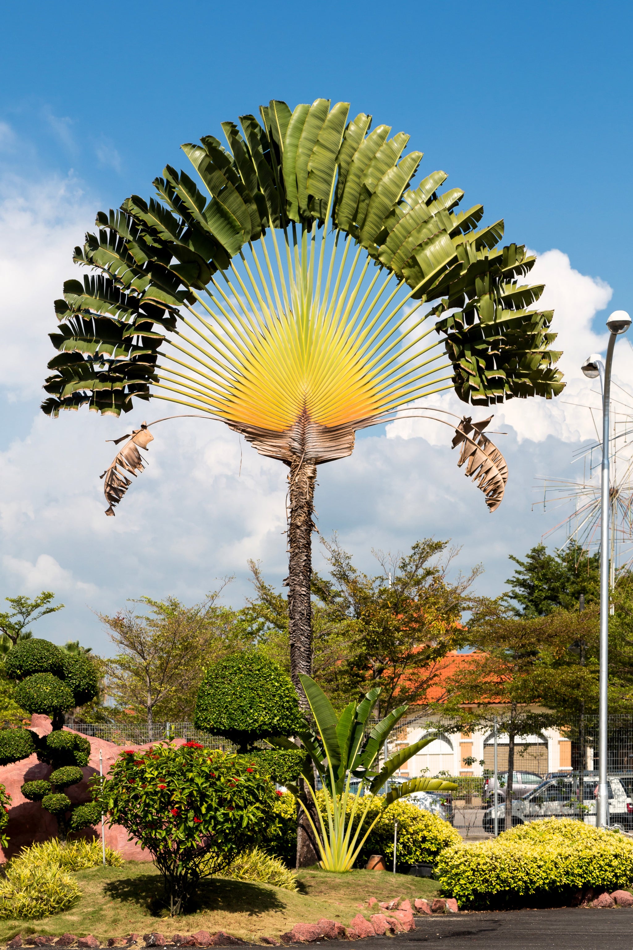 10 TRAVELLER'S PALM TREE Ravenala Madagascariensis Flower Houseplant S ...