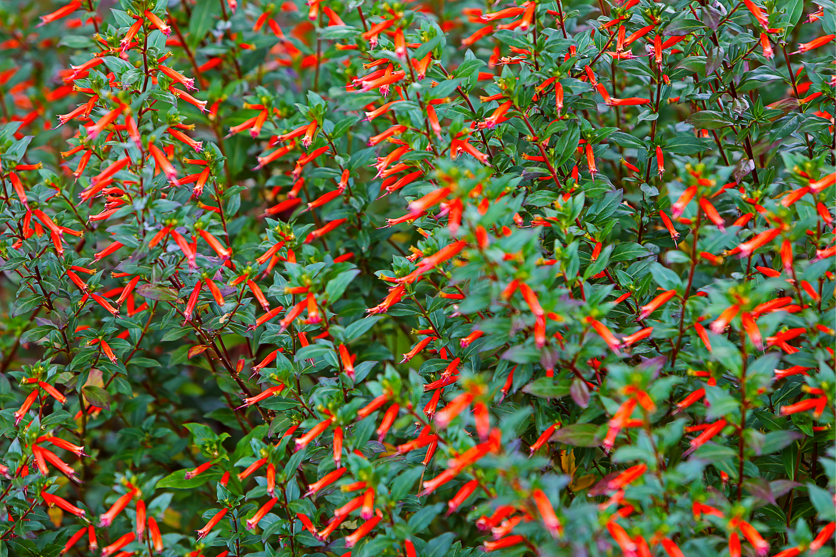 10 Red CIGAR PLANT Mexican Firecracker Cuphea Ignea Hummingbird Flower ...