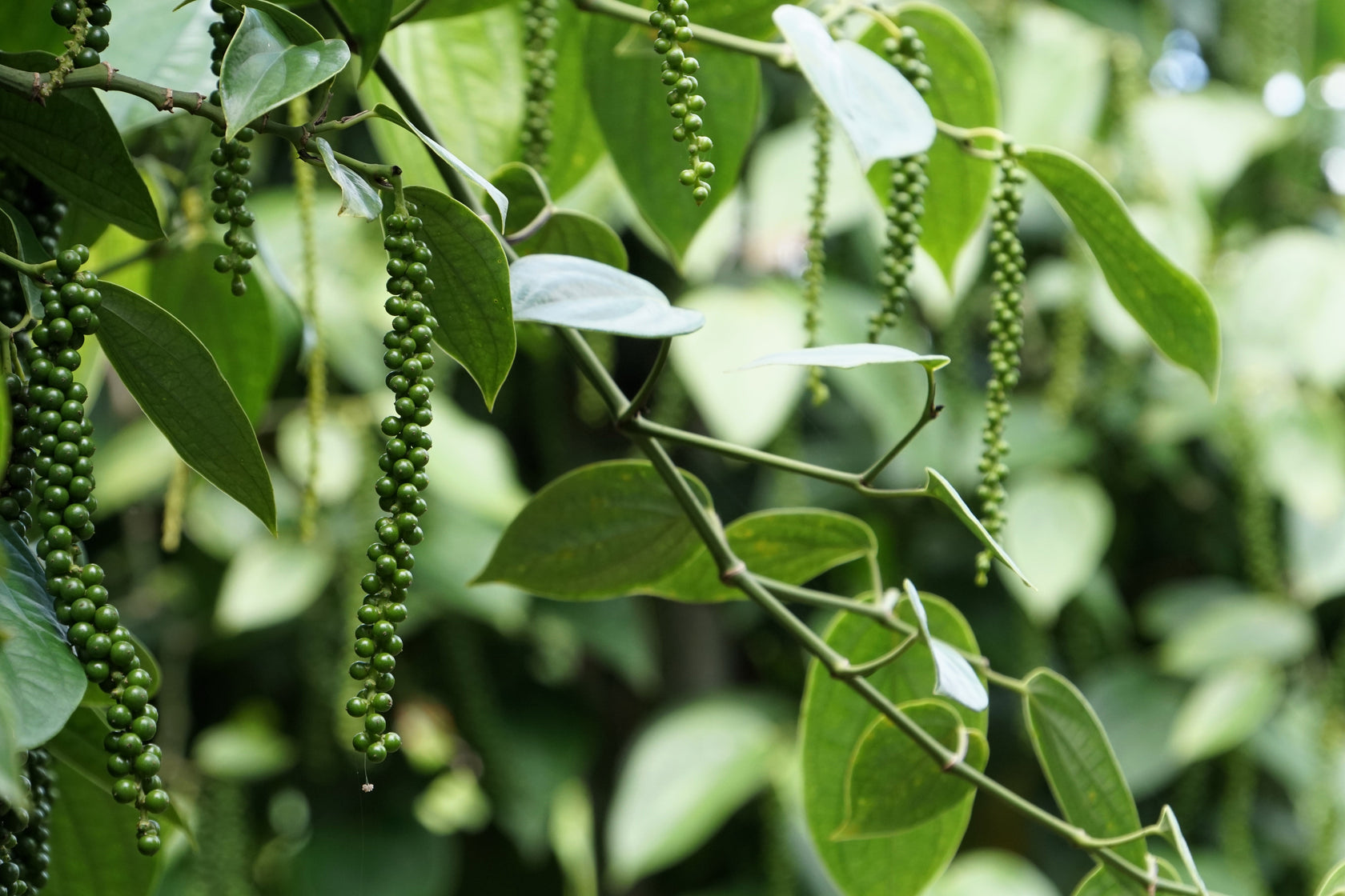 Peppercorn Plant Seeds