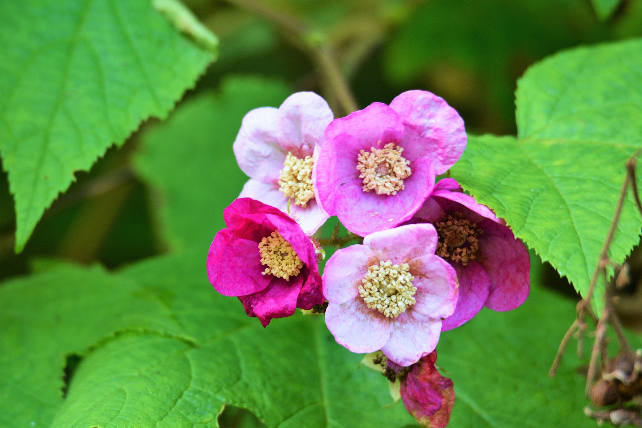 20 PURPLE FLOWERING RASPBERRY Thornless Edible Rubus Odoratus Fruit Be ...