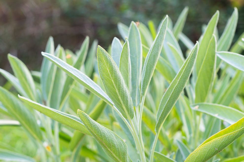 75 Sacred California WHITE SAGE Salvia Apiana Shrub Silver Folliage Na ...