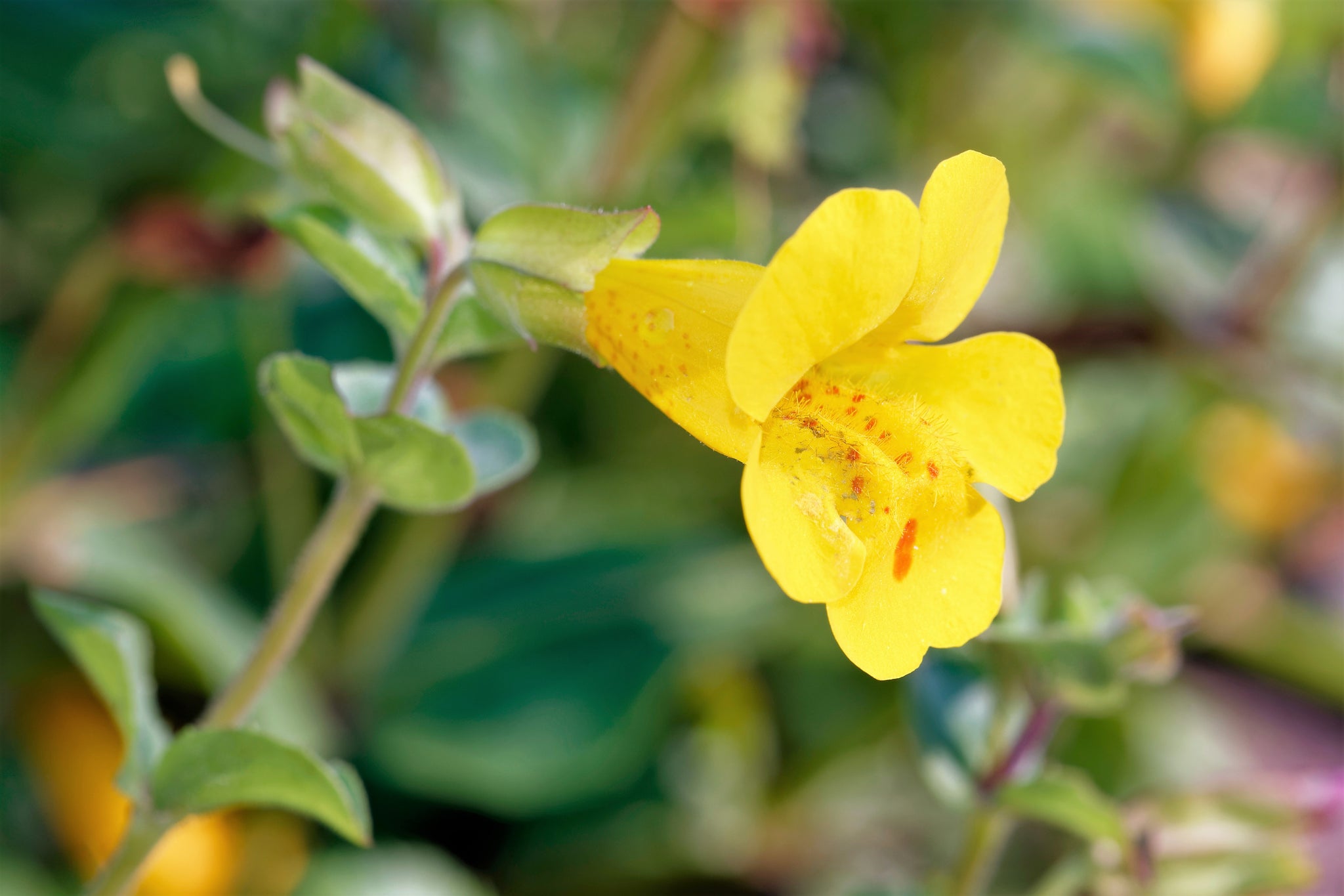 250 YELLOW MONKEY FLOWER Mimulus Grandiflorus Perennial Flower Seeds ...