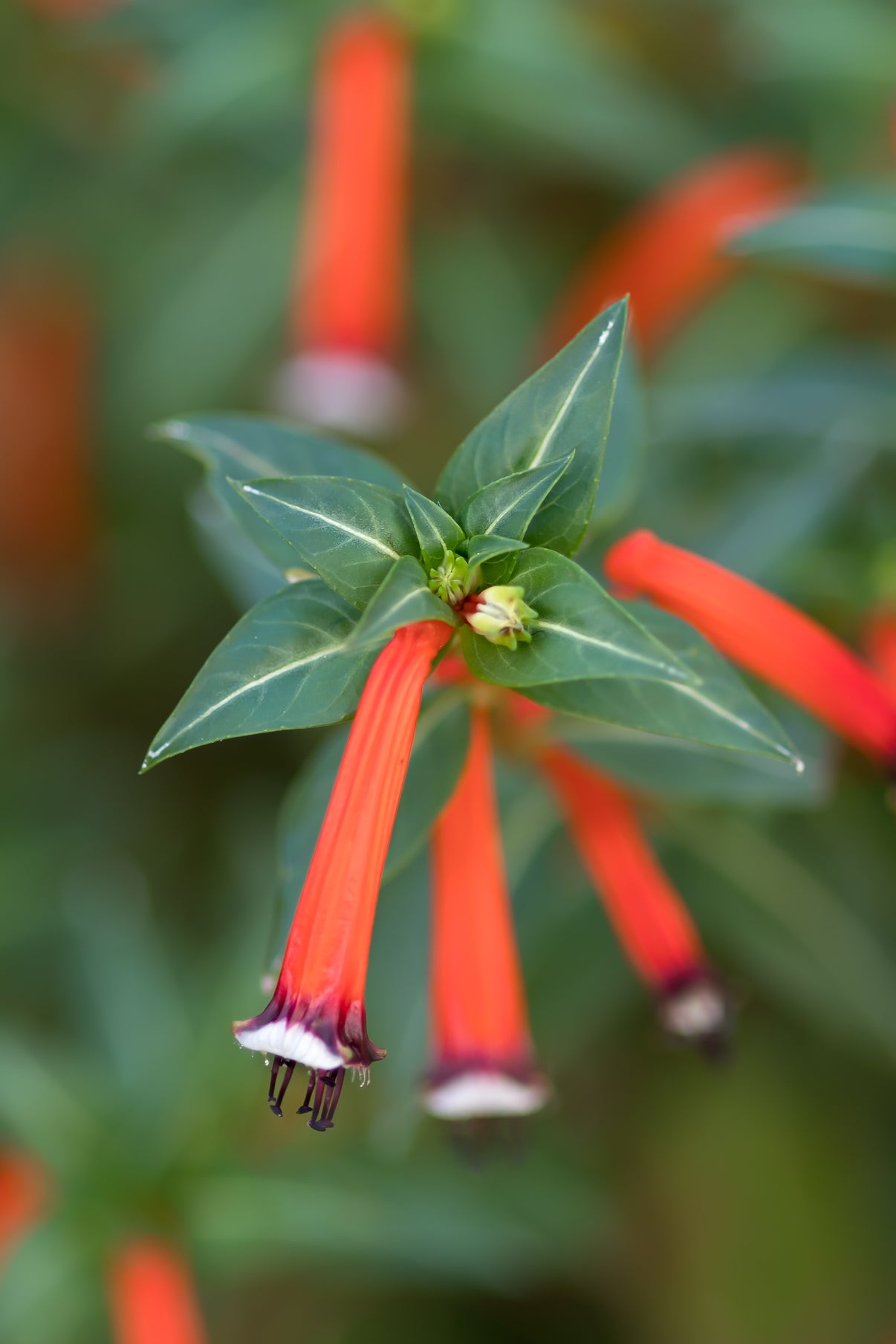10 Red CIGAR PLANT Mexican Firecracker Cuphea Ignea Hummingbird Flower ...