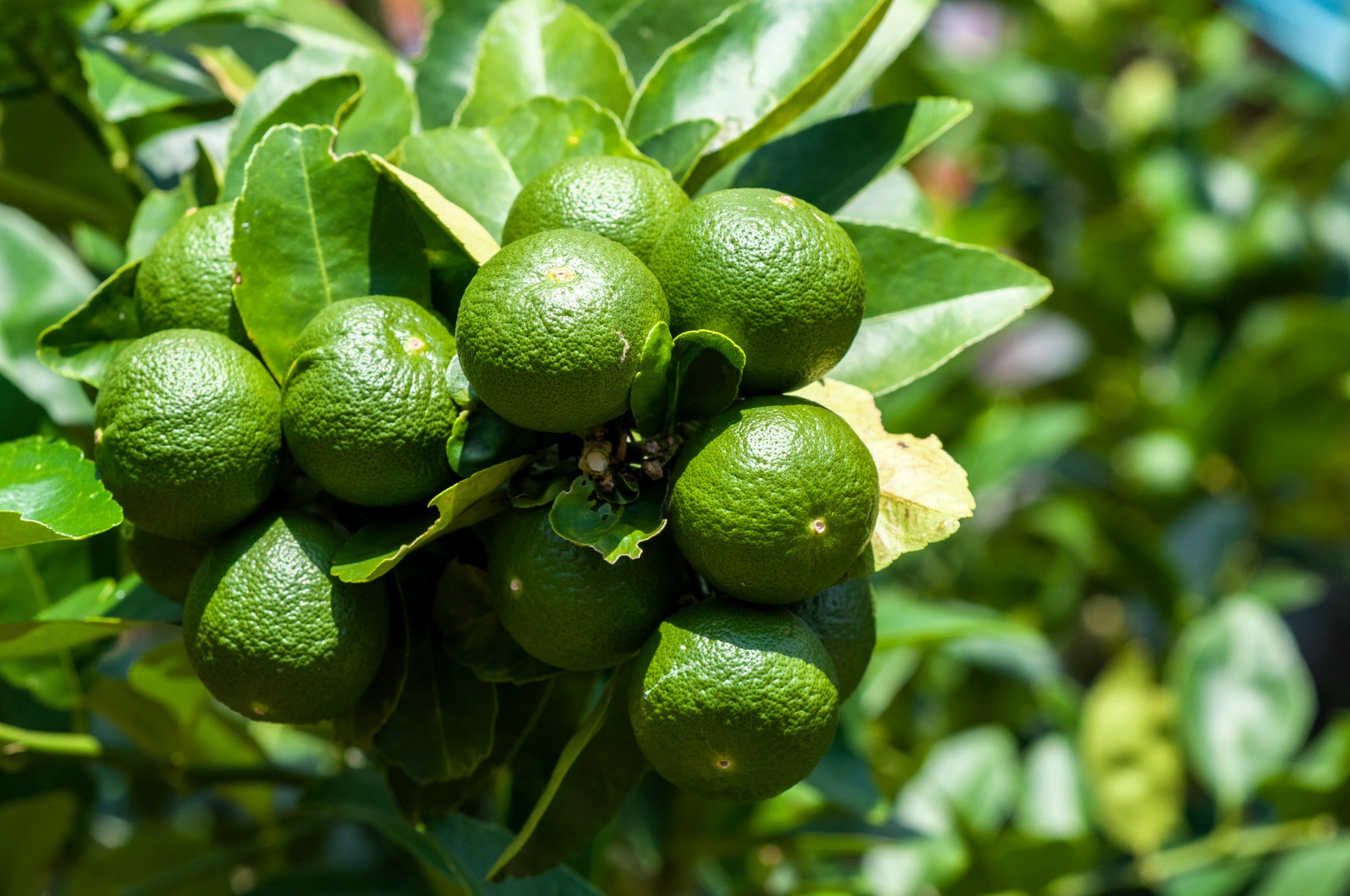 15 KEY LIME Citrus Aurantifolia Fruit Tree Shrub Seeds – Seedville USA
