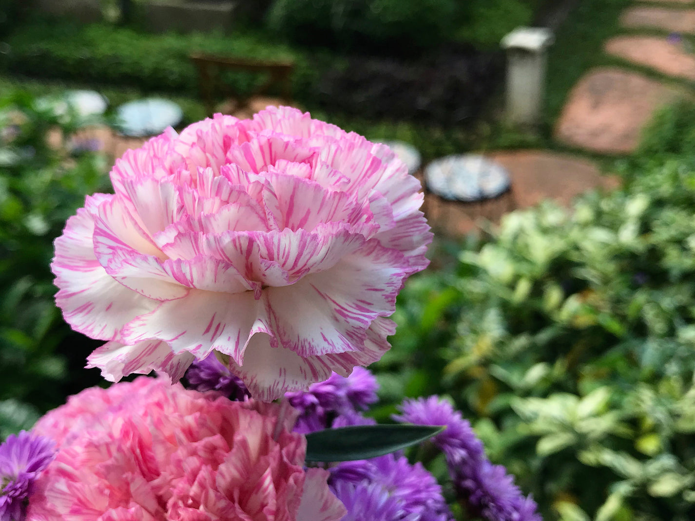 50 PICOTEE MIX CARNATION Dianthus Caryophyllus Double Bicolor Striped ...