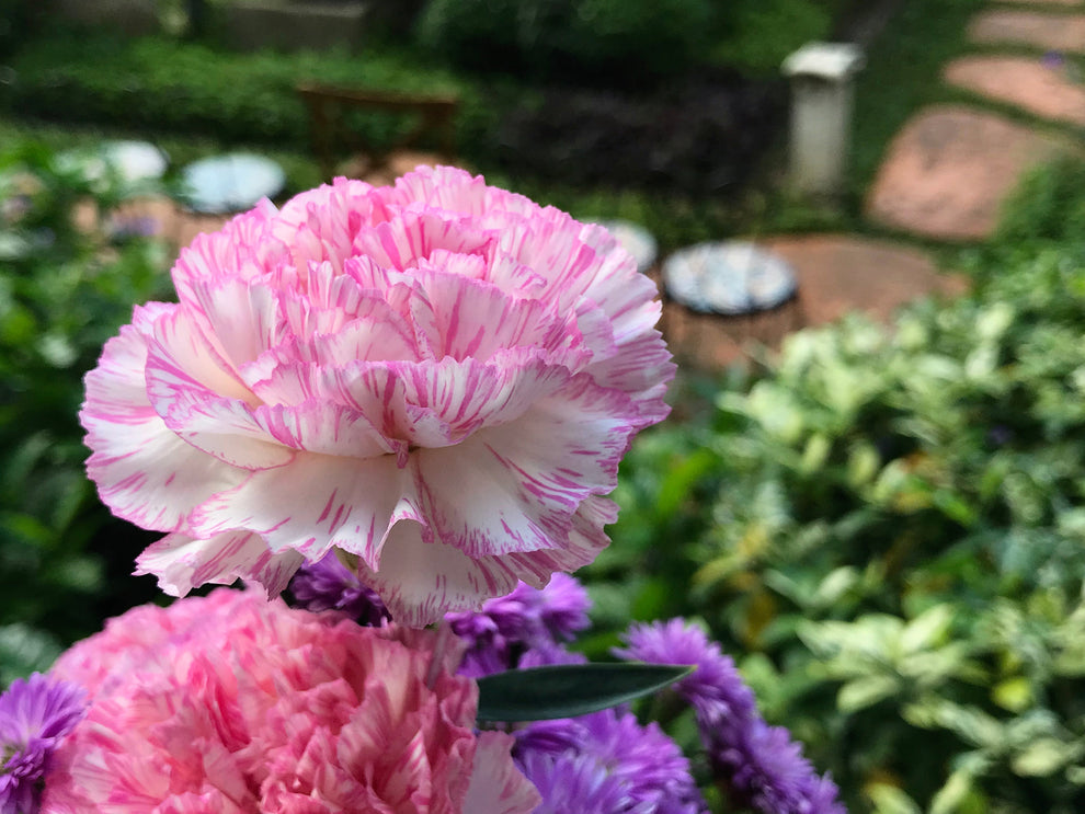 50 PICOTEE MIX CARNATION Dianthus Caryophyllus Double Bicolor Striped ...