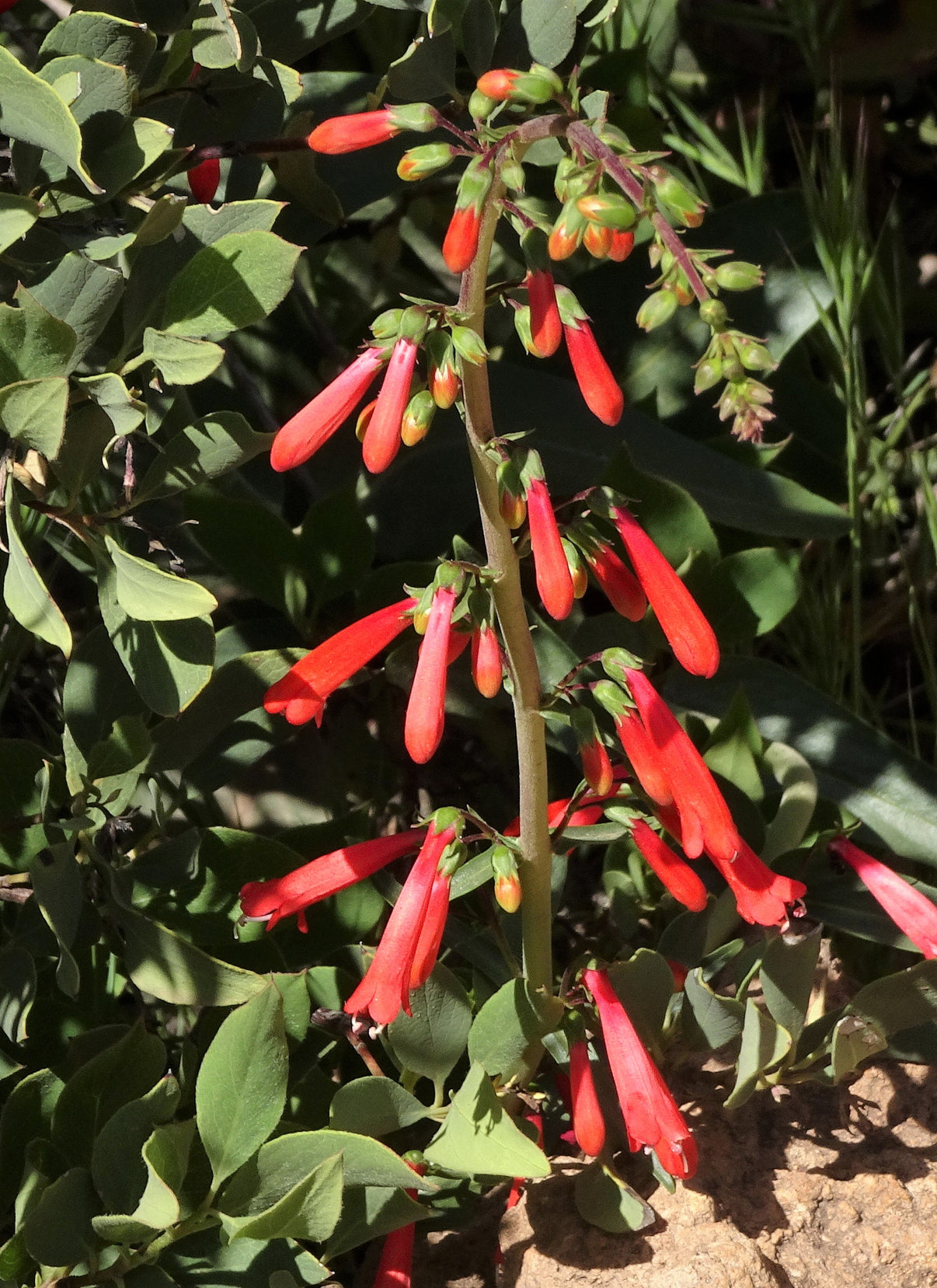 150 Eatons RED FIRECRACKER PENSTEMON Eatonii Native Hummingbird Flower ...