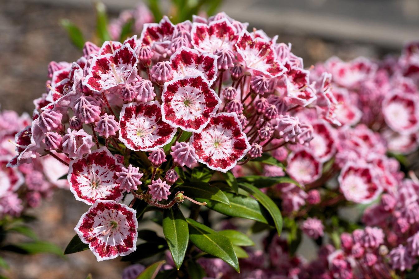 50 MOUNTAIN LAUREL White Pink Red Kalmia Latifolia Shrub Bush Seeds ...