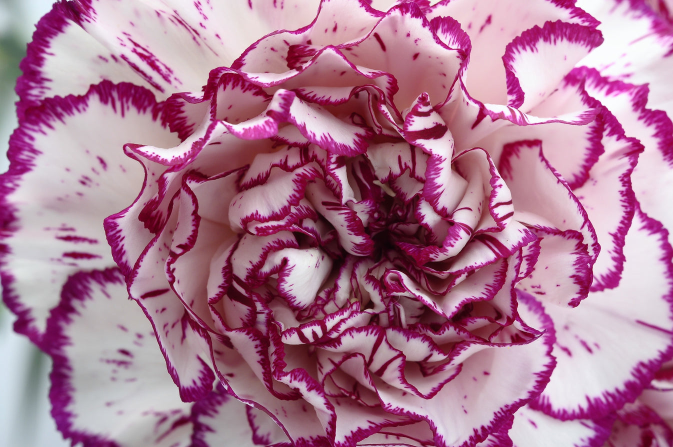 50 PICOTEE MIX CARNATION Dianthus Caryophyllus Double Bicolor Striped ...