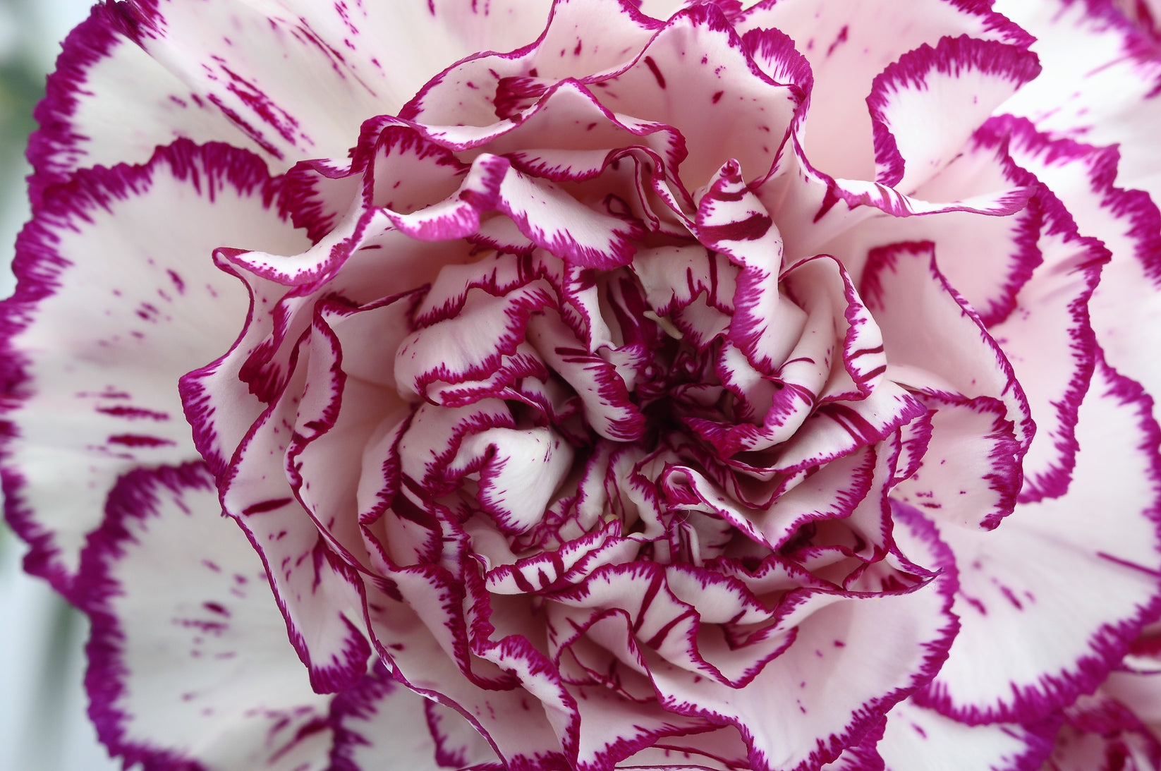 50 PICOTEE MIX CARNATION Dianthus Caryophyllus Double Bicolor Striped ...