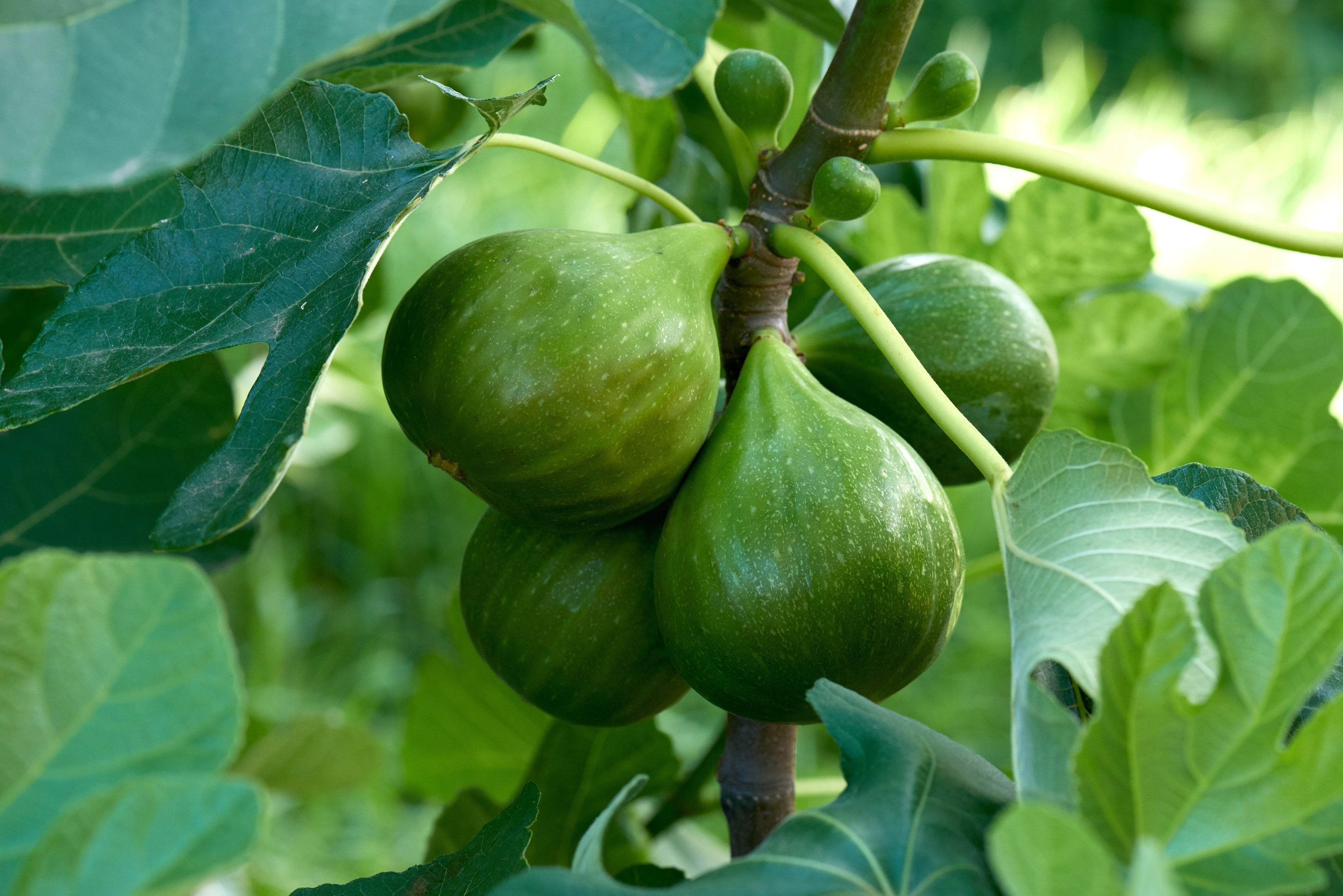 30 COMMON Edible FIG TREE Ficus Carica Purple Brown Skin Pink Flesh Fr ...