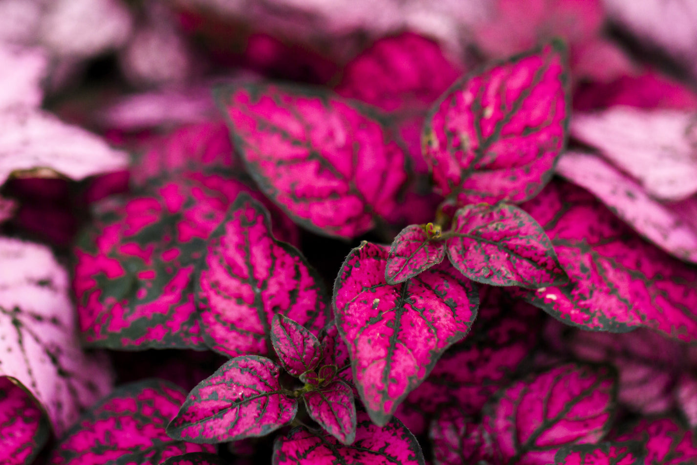 10 Dwarf ROSE Pink POLKA DOT PLANT Splash Select Hypoestes Phyllostach ...