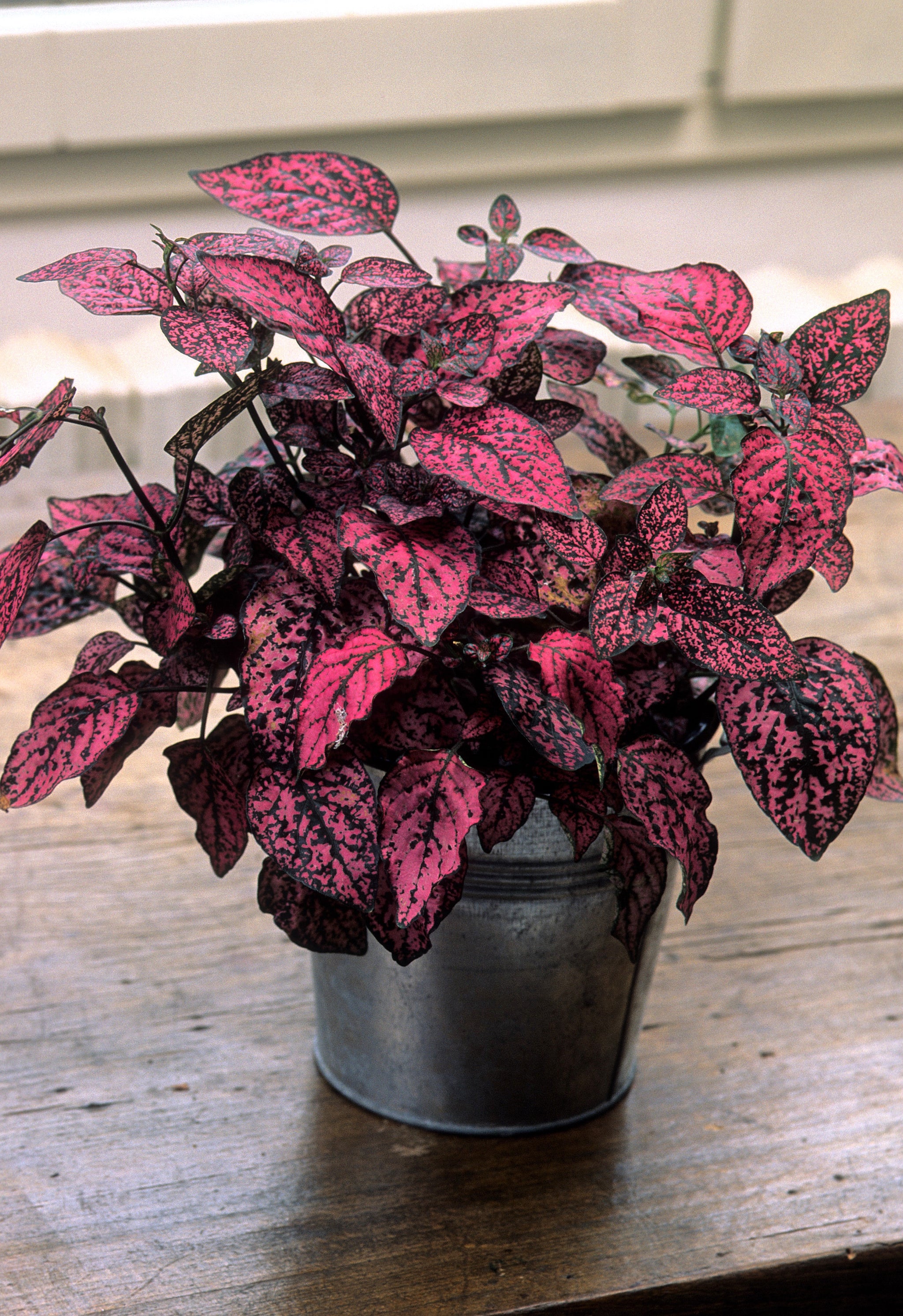 10 Dwarf ROSE Pink POLKA DOT PLANT Splash Select Hypoestes Phyllostach ...