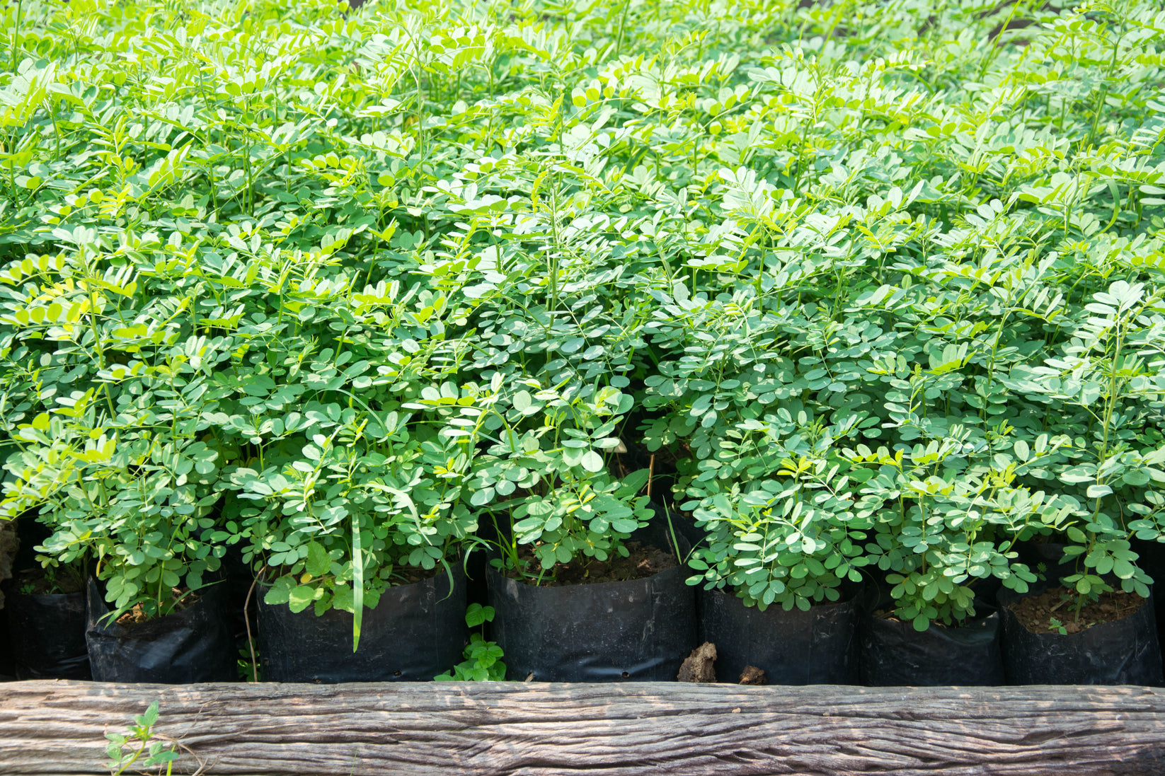 50 TRUE INDIGO Dye Indigo Indigofera Tinctoria Pink Purple Sub Shrub F ...