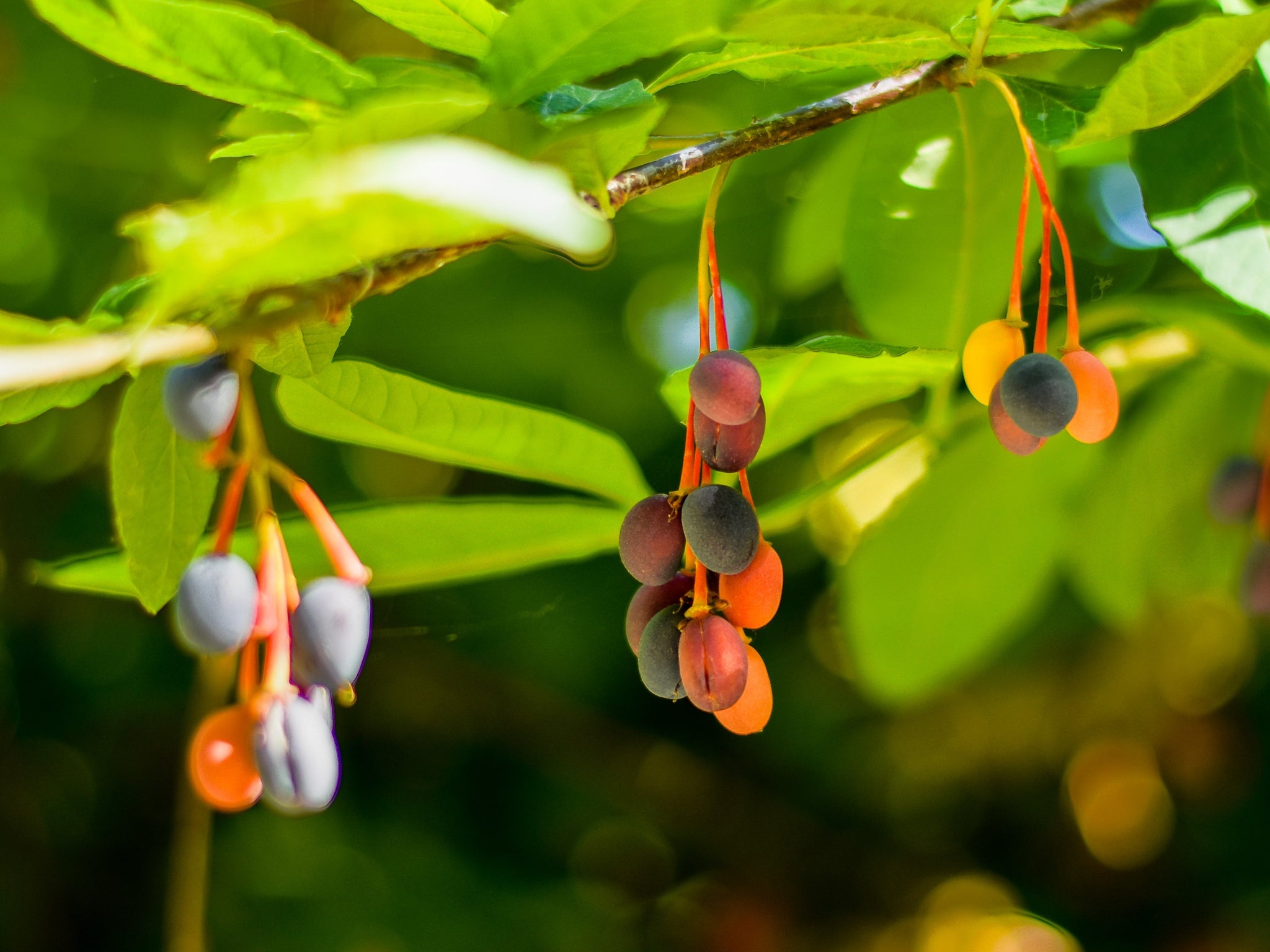 15 INDIAN PLUM Osoberry Oregon Oso Berry Oemleria Cerasiformis Fruit S ...
