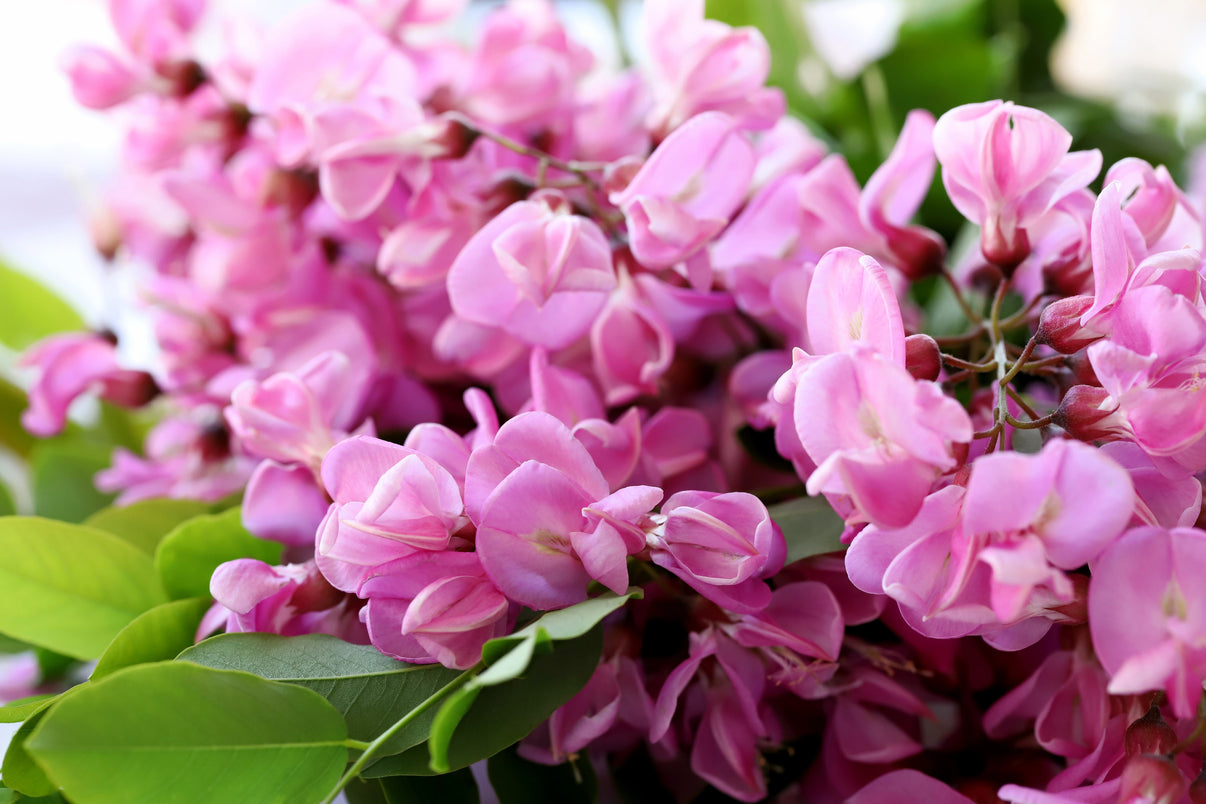 15 ROSE LOCUST / Pink ACACIA Flower Robinia Hispida Fertilis Tree Shru ...
