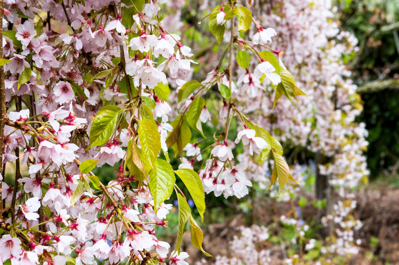 10 WEEPING HIGAN CHERRY Tree Japanese Prunus Subhirtella Pendula Pink ...