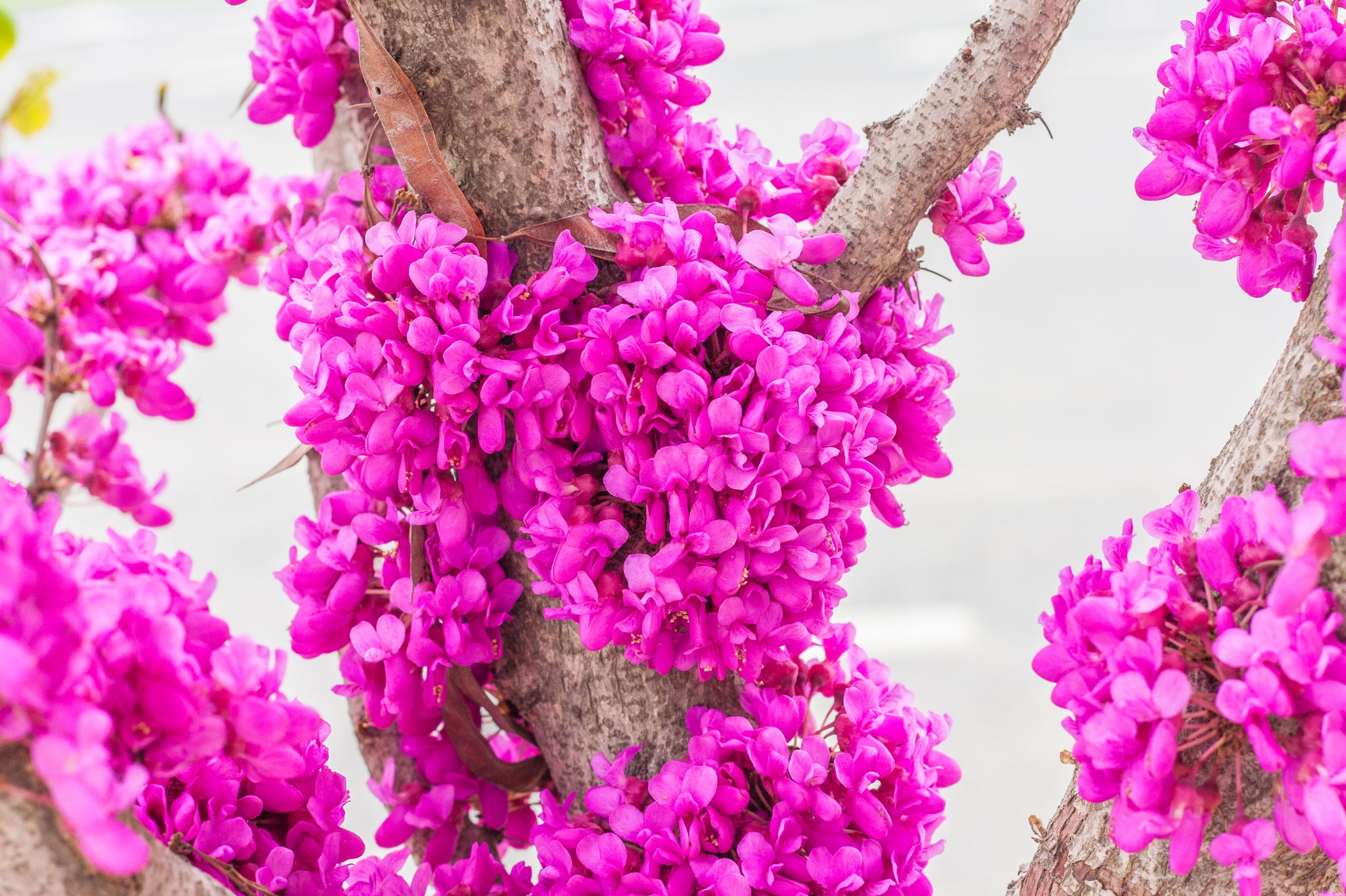 40 CHINESE REDBUD Cercis Chinensis Shrub Small Tree Pink Purple Flower ...