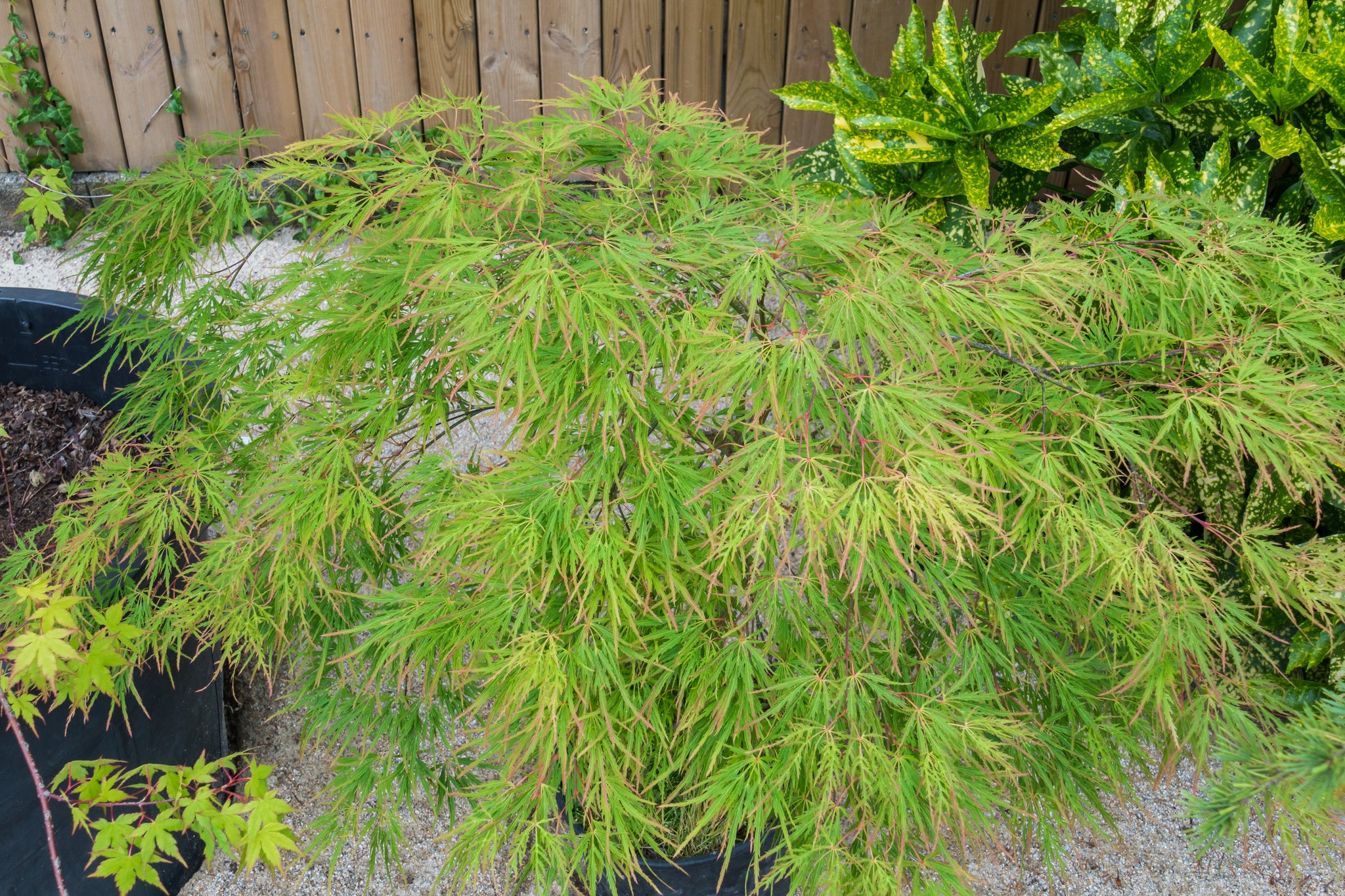 10 Upright GREEN LACELEAF MAPLE Japanese Seiryu Acer Palmatum Dissectu ...